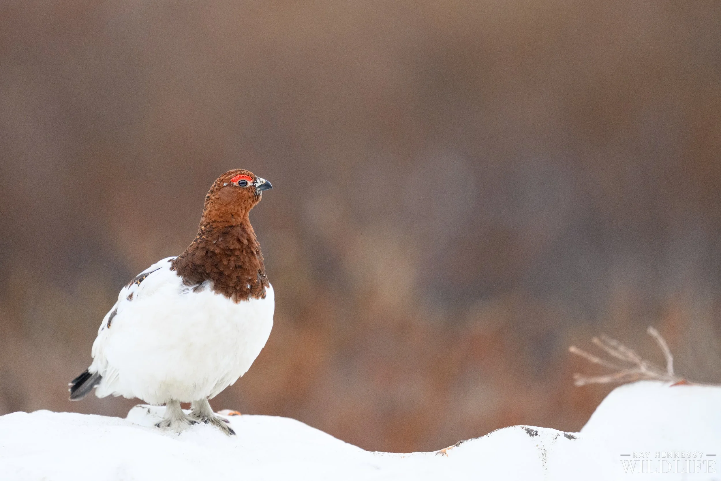 Willow Ptarmigan Portrait — Ray Hennessy Wildlife