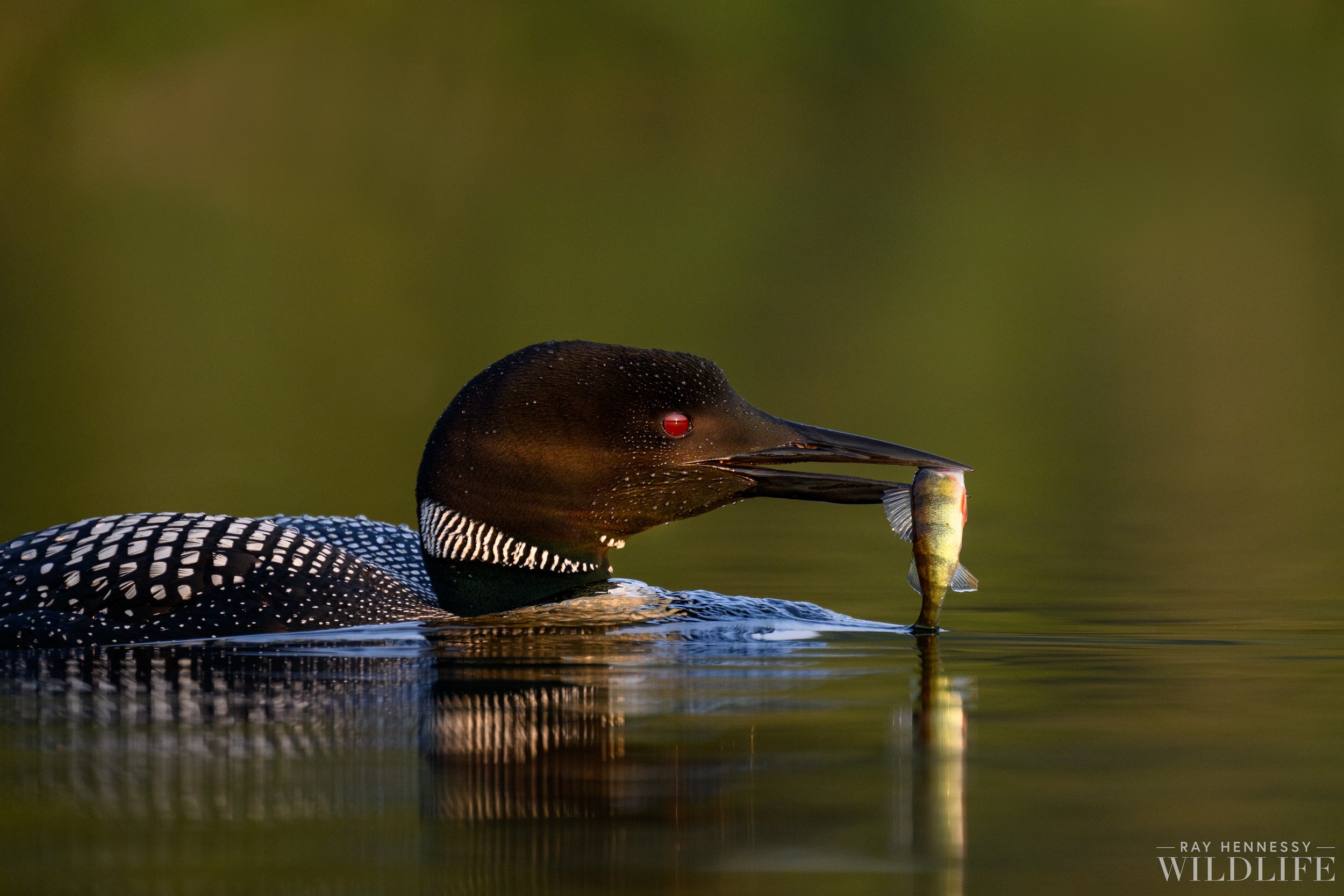 Feeding Loon — Ray Hennessy Wildlife