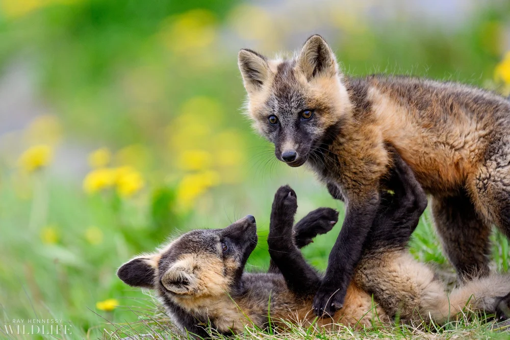 Fox Kit Wrestling — Ray Hennessy Wildlife