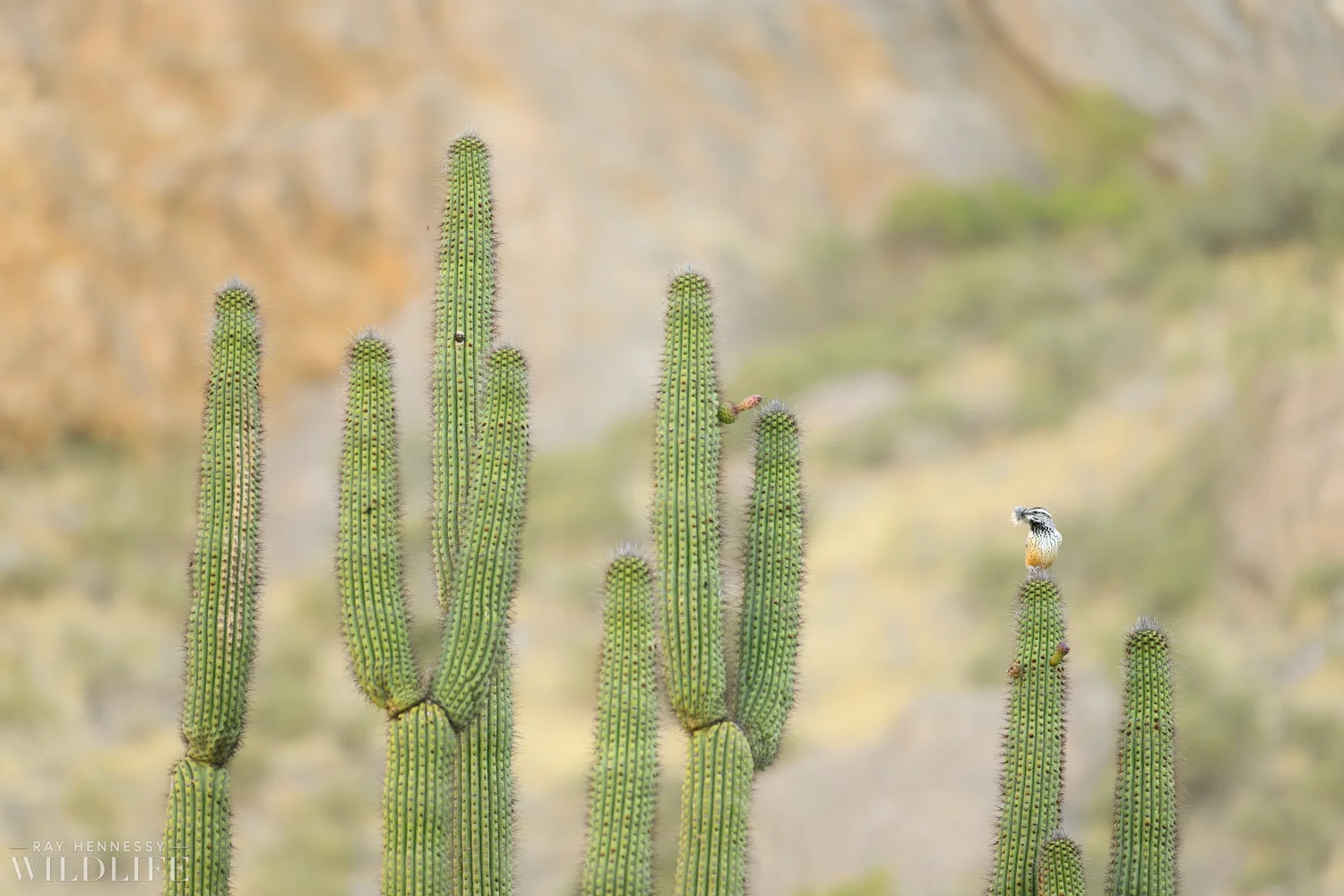 Cactus Wren with Nesting Material — Ray Hennessy Wildlife