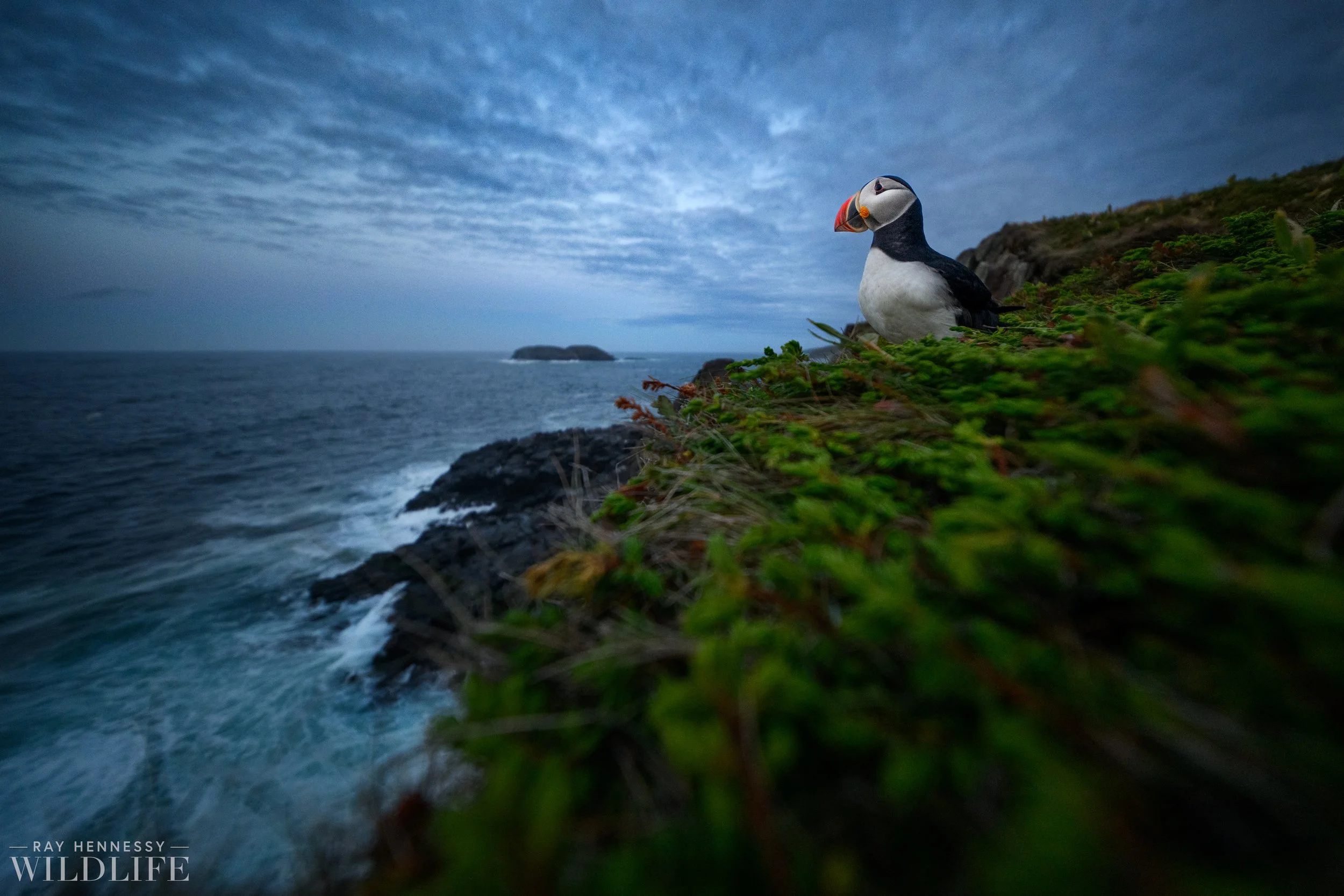 Lookout at Dusk — Ray Hennessy Wildlife