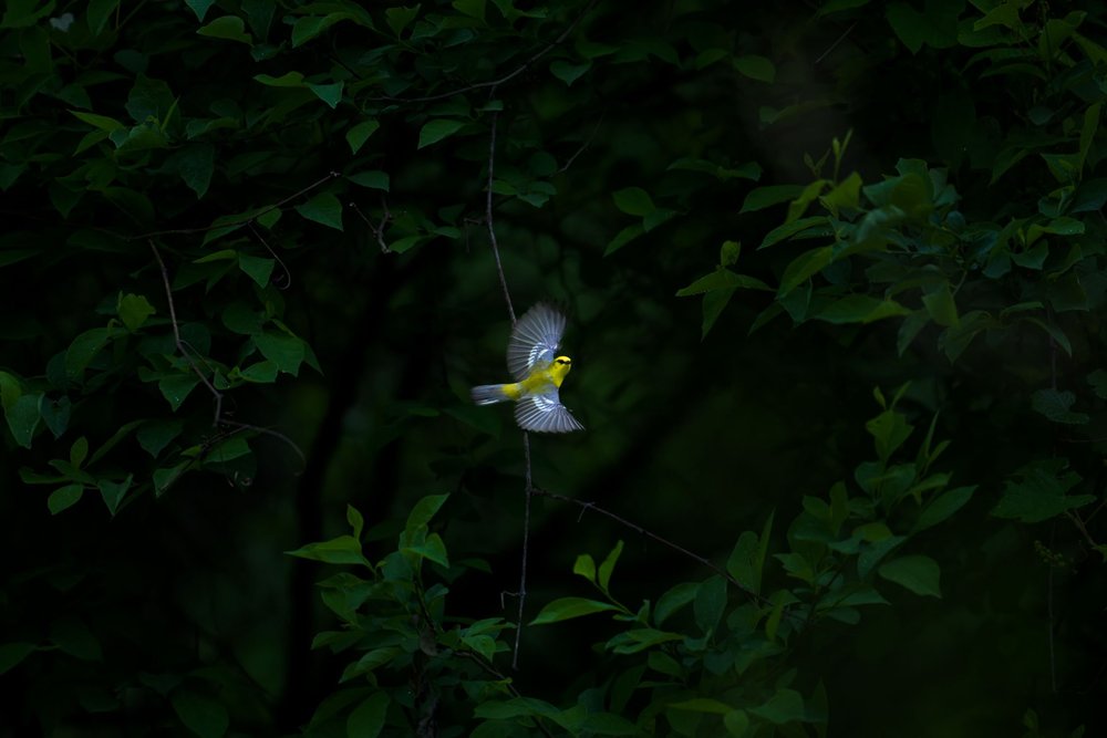 Motion — Ray Hennessy Wildlife