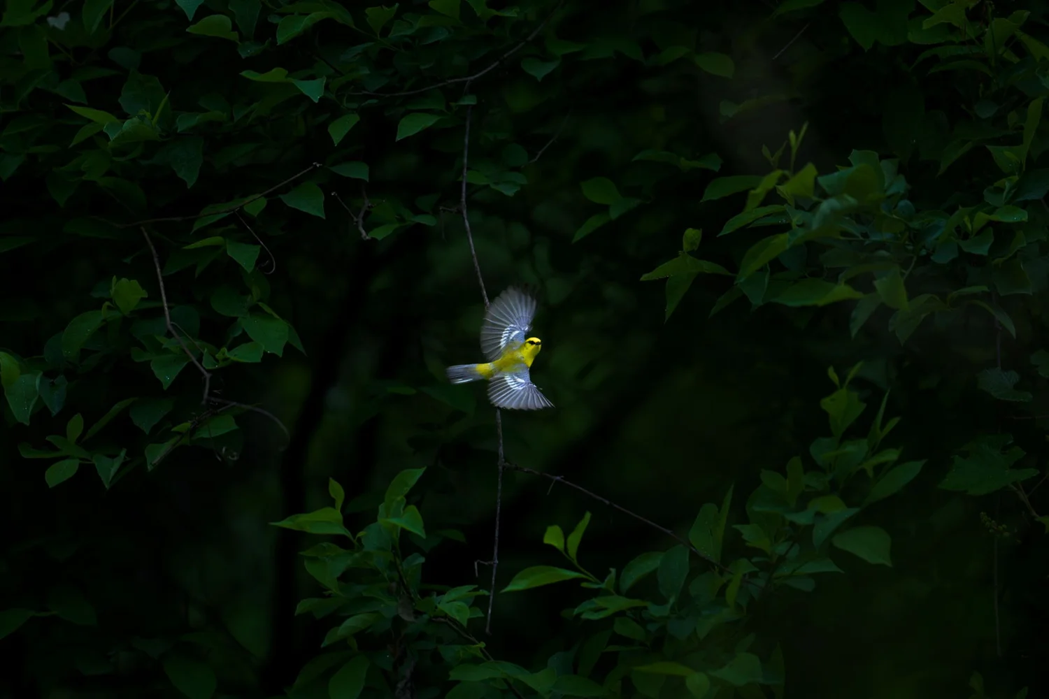 Motion — Ray Hennessy Wildlife