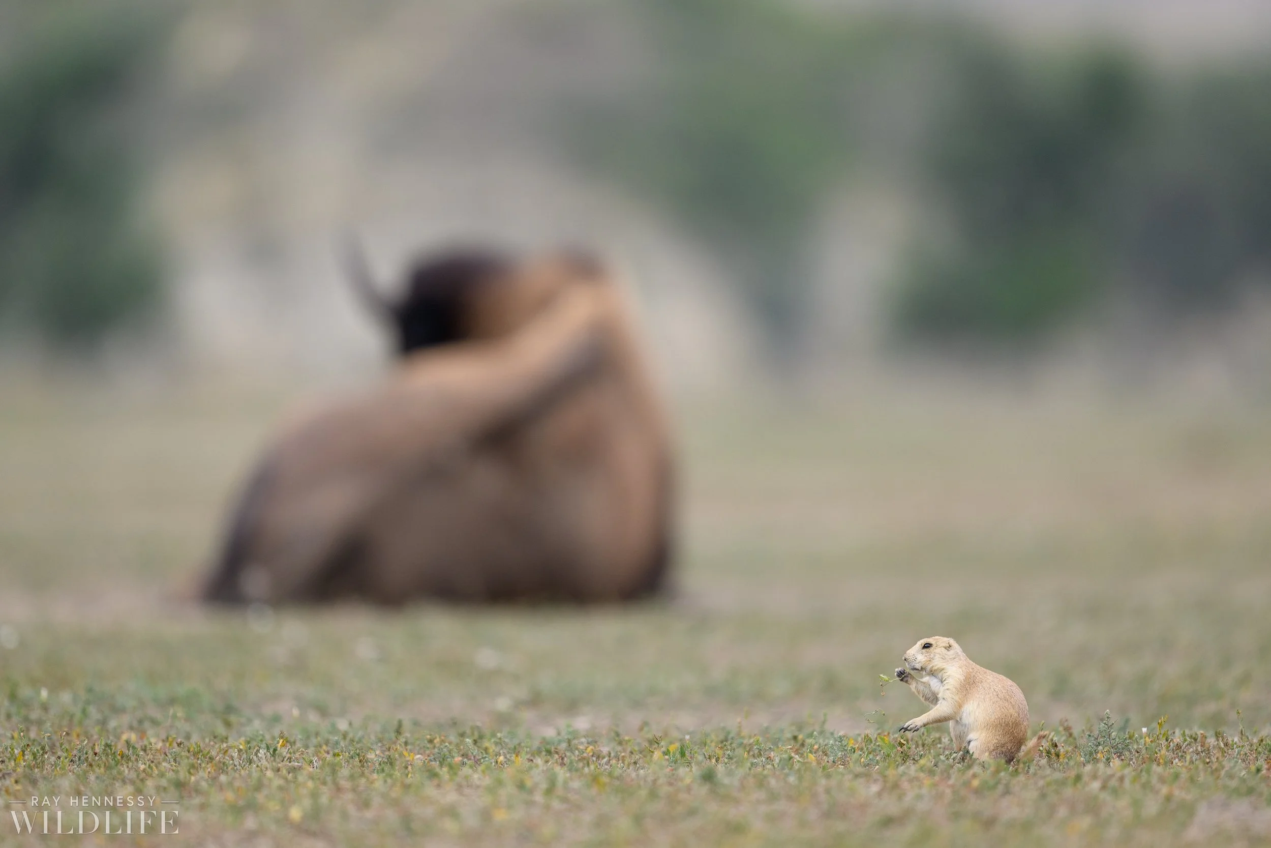 Prairie Dog and Bison — Ray Hennessy Wildlife