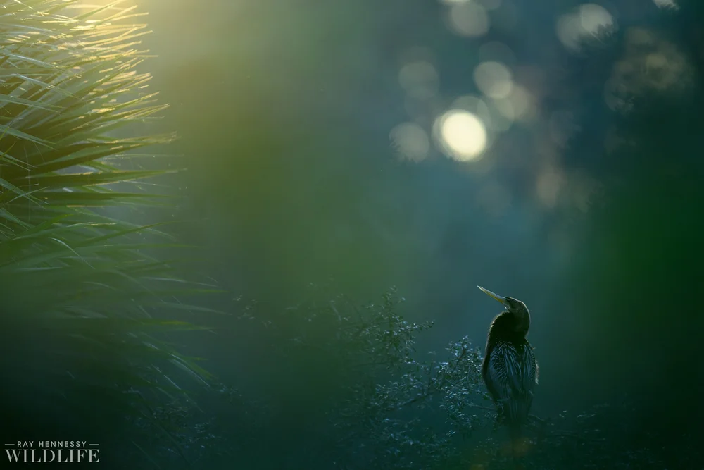 Anhinga and Palms — Ray Hennessy Wildlife
