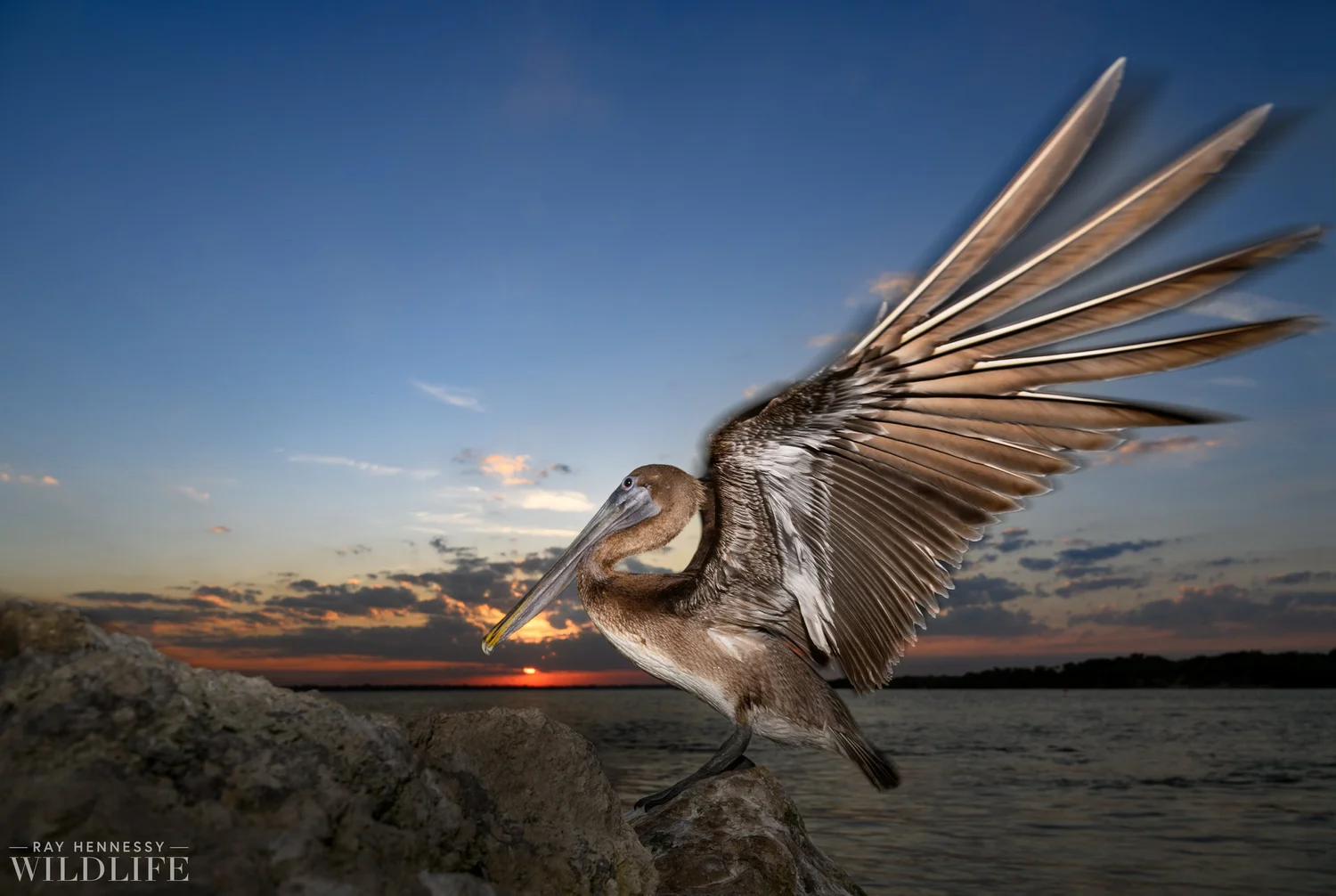 Pelican Wings — Ray Hennessy Wildlife