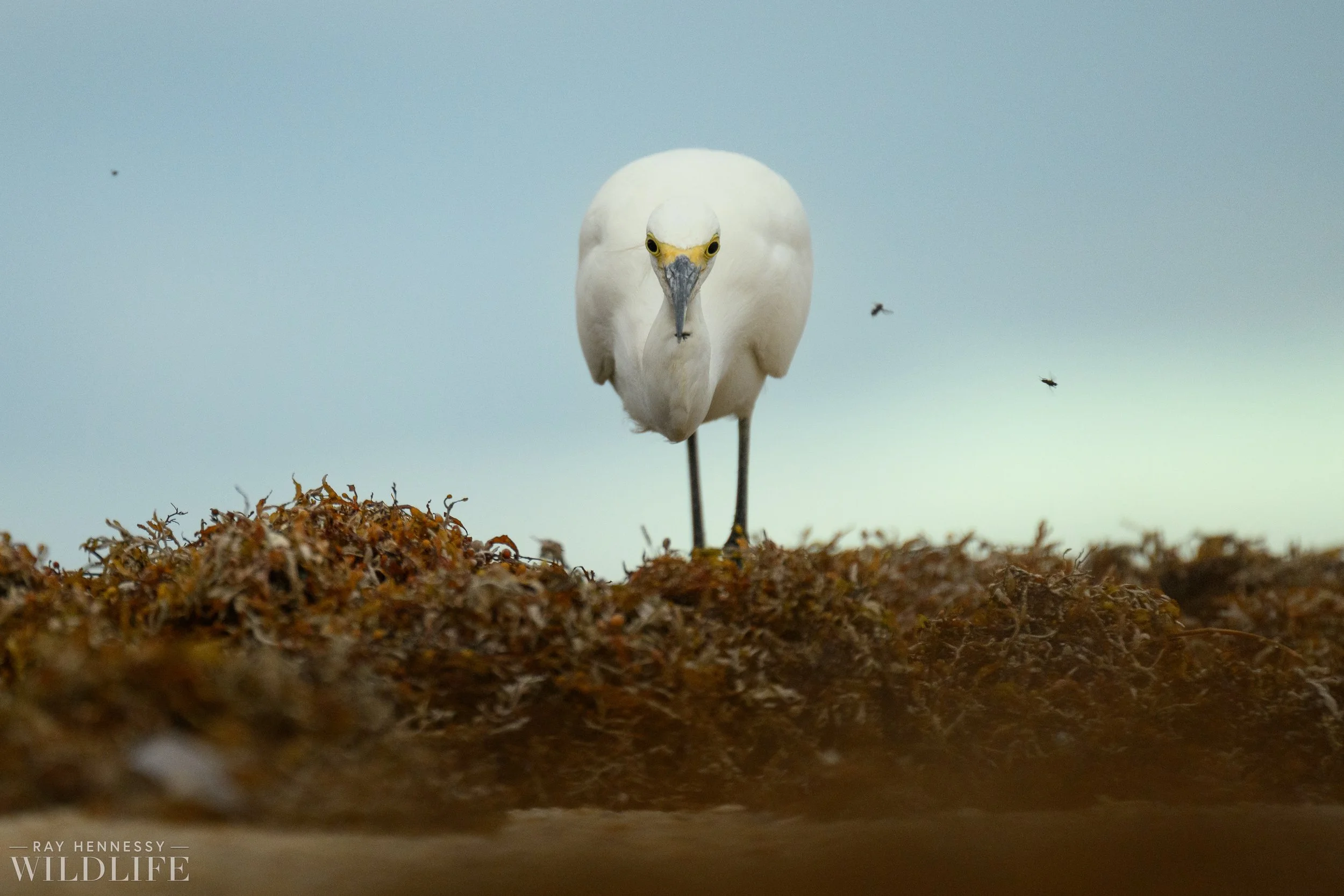 Chasing Flies — Ray Hennessy Wildlife