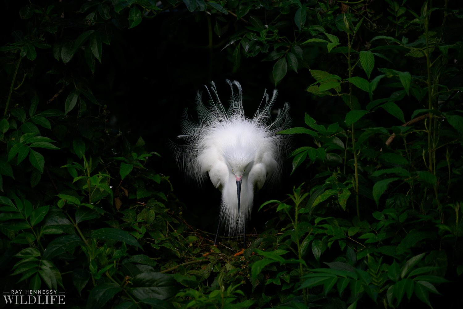 Showing Off — Ray Hennessy Wildlife