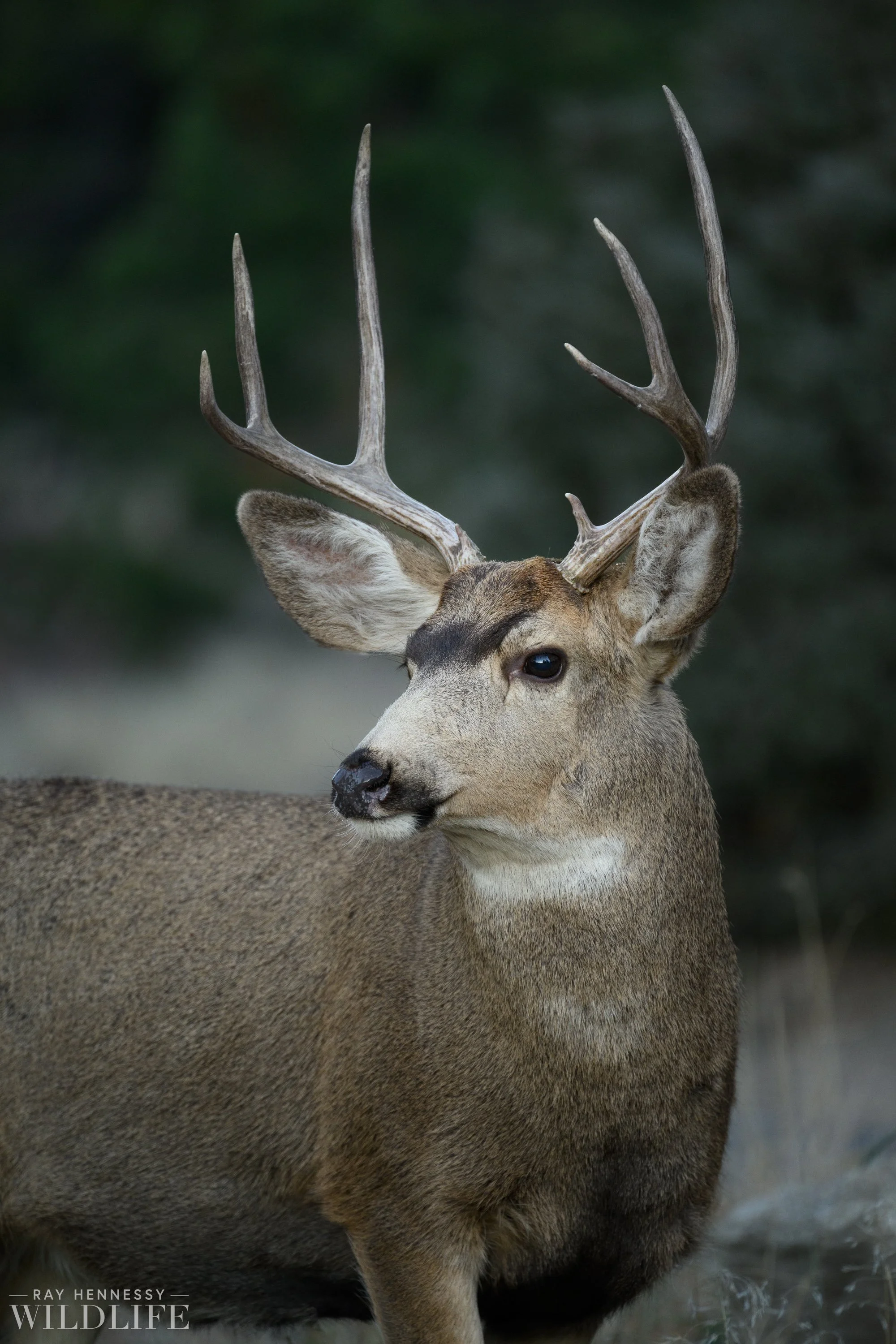 Mule Deer Portrait — Ray Hennessy Wildlife