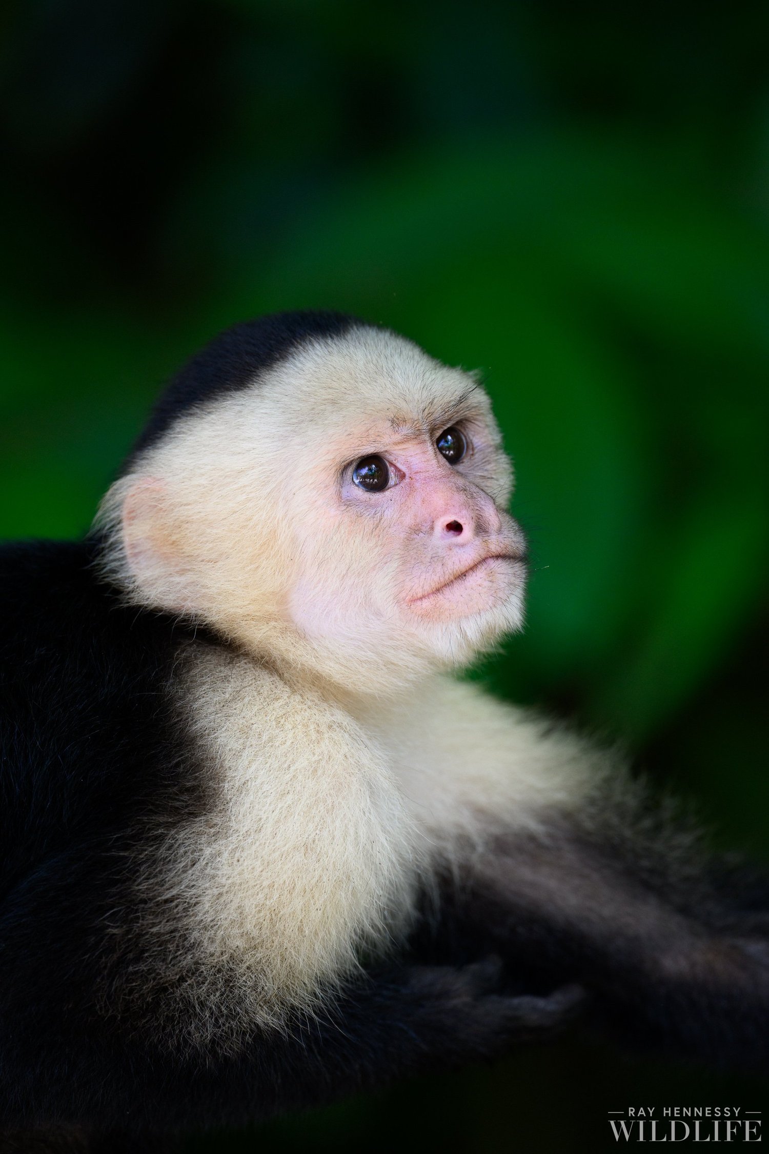 Angry Monkey Face — Ray Hennessy Wildlife