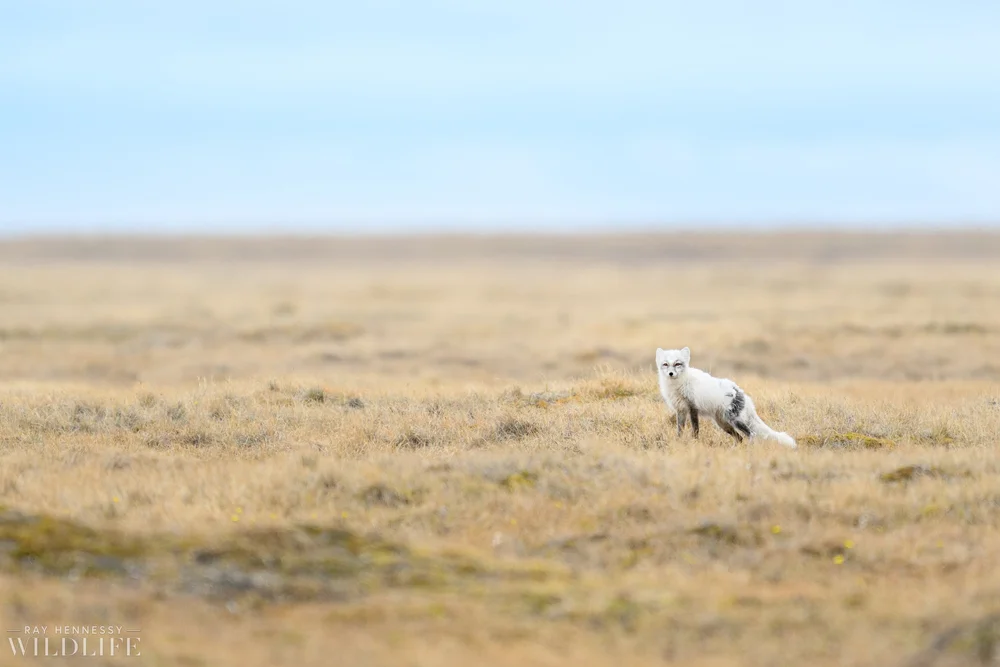 Arctic Fox — Ray Hennessy Wildlife