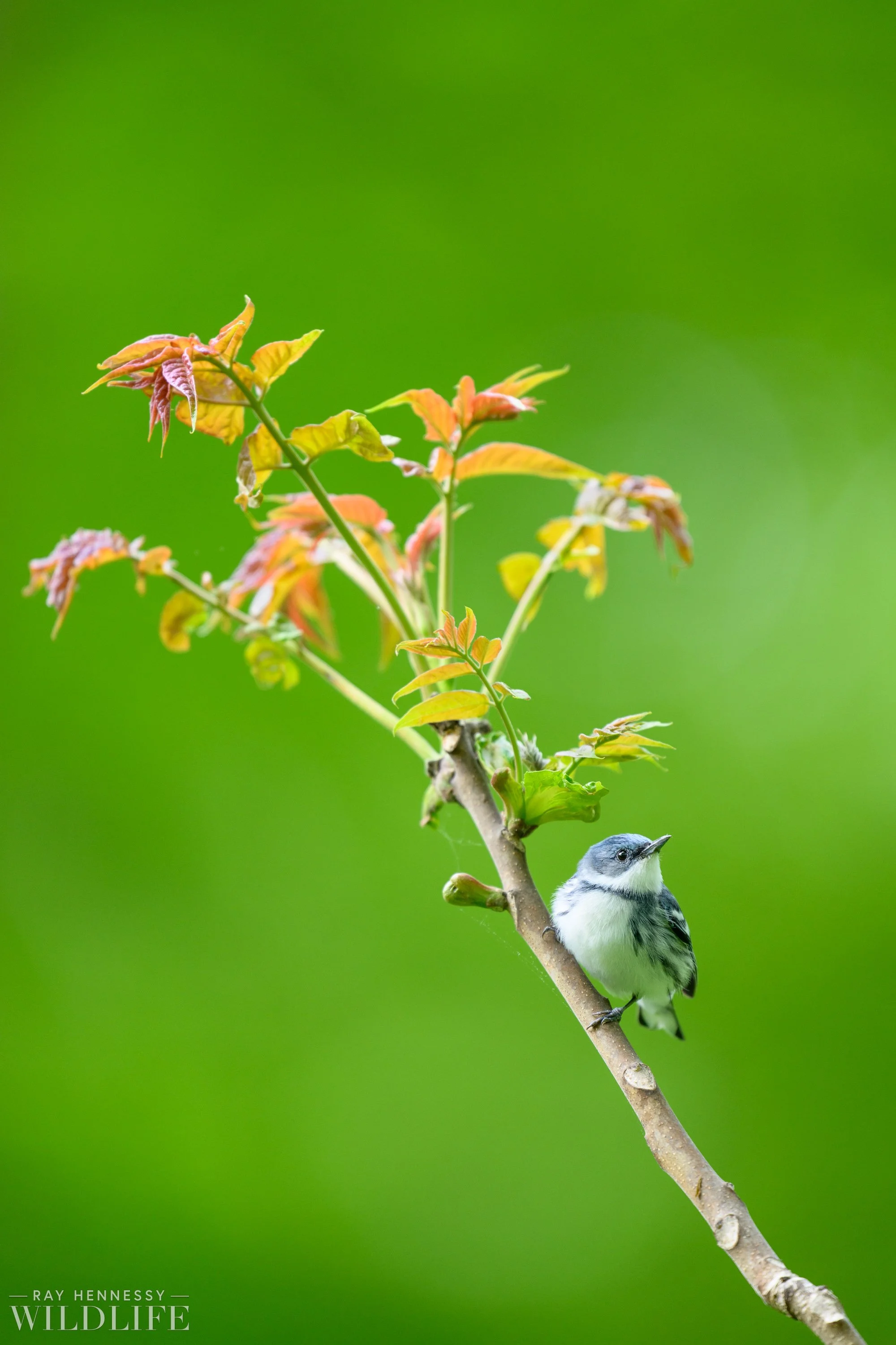 Cerulean Warbler — Ray Hennessy Wildlife