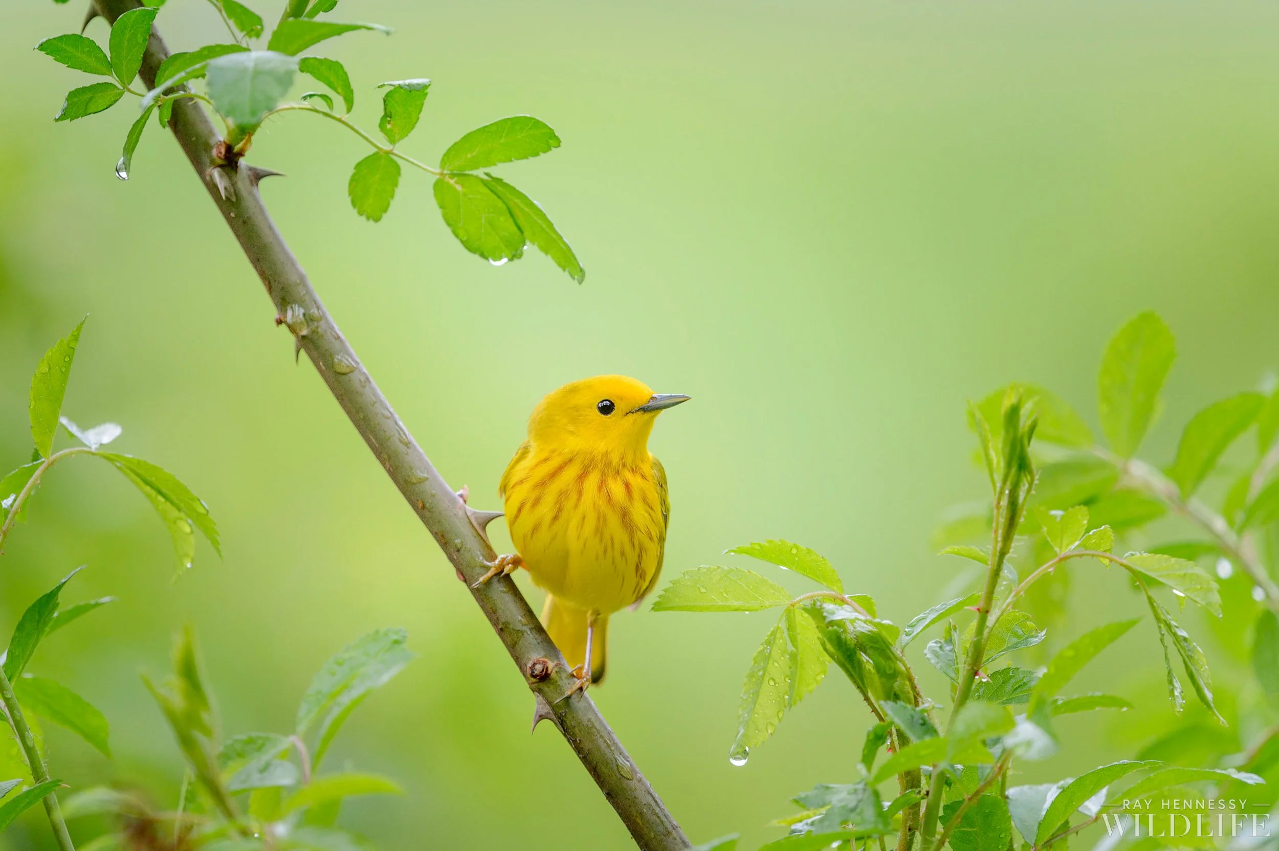 Yellow Warbler After Rain — Ray Hennessy Wildlife