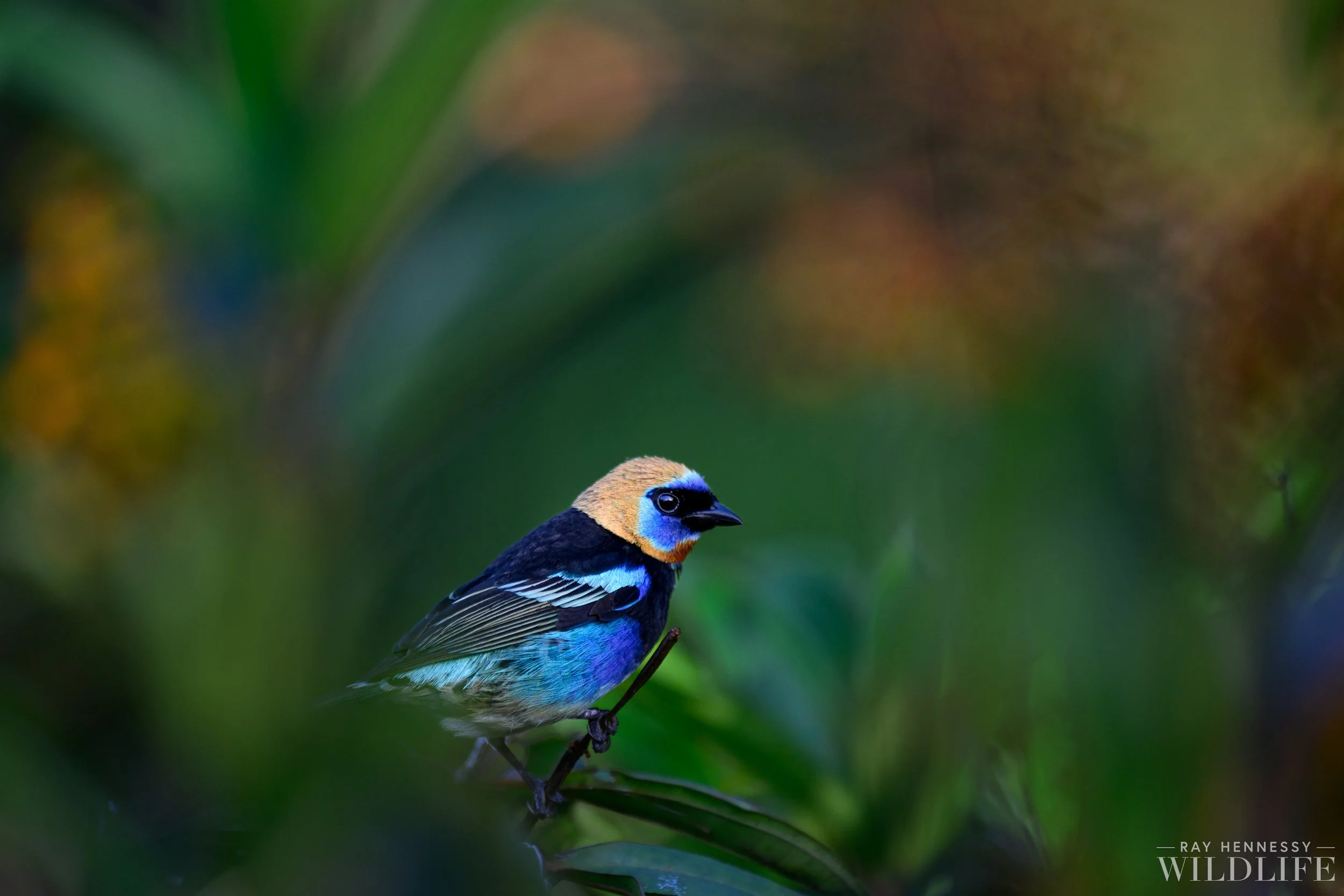 Golden-hooded Tanager — Ray Hennessy Wildlife