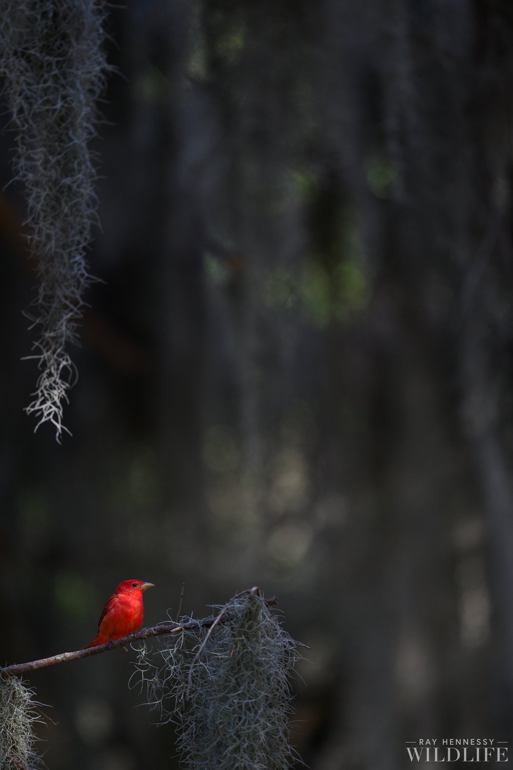 Red Spotlight — Ray Hennessy Wildlife