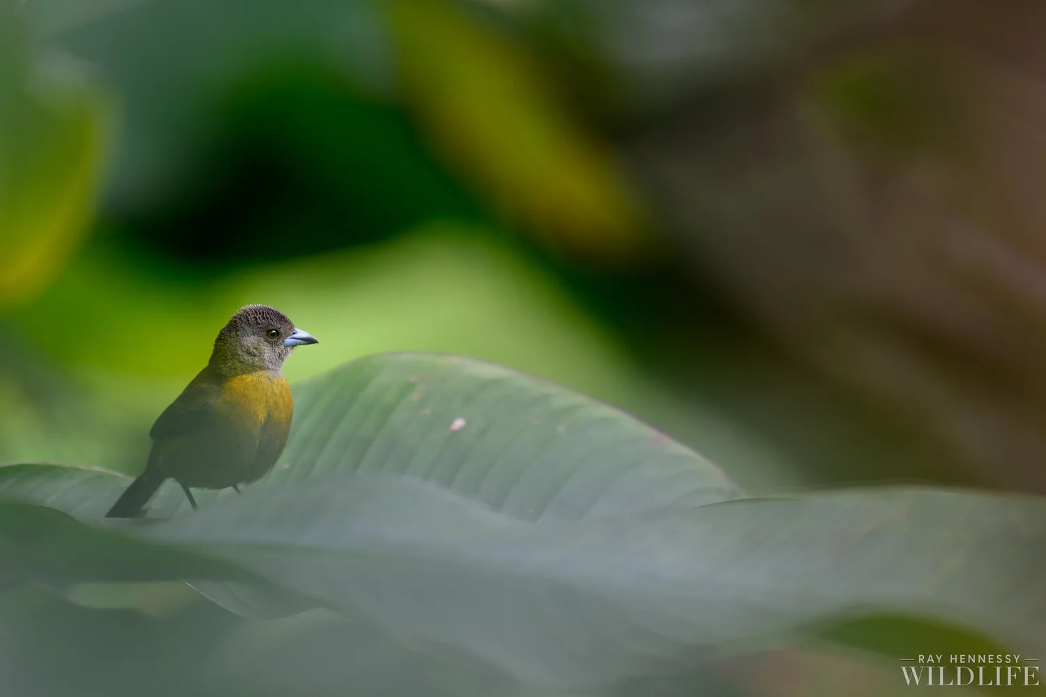 Leafy Perch — Ray Hennessy Wildlife