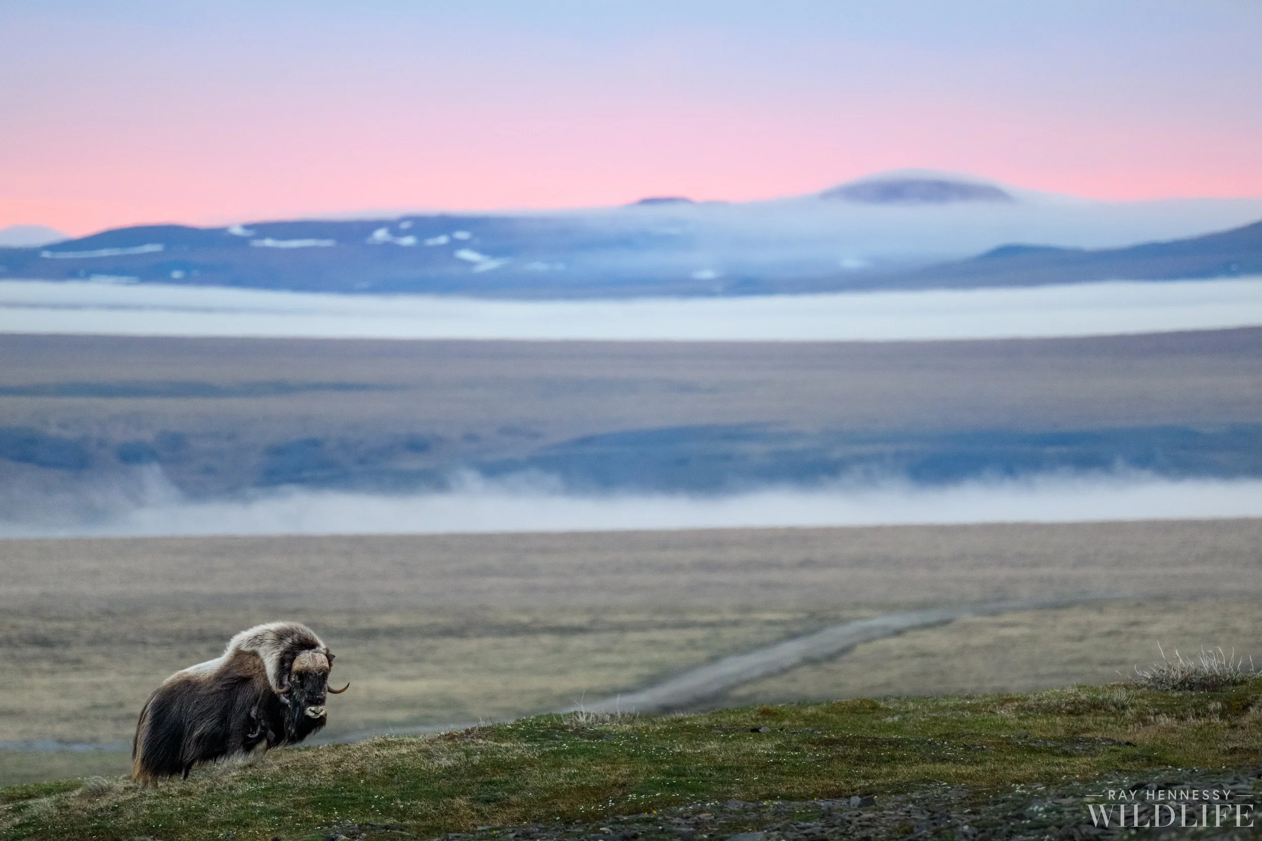 Musk Ox Bull — Ray Hennessy Wildlife