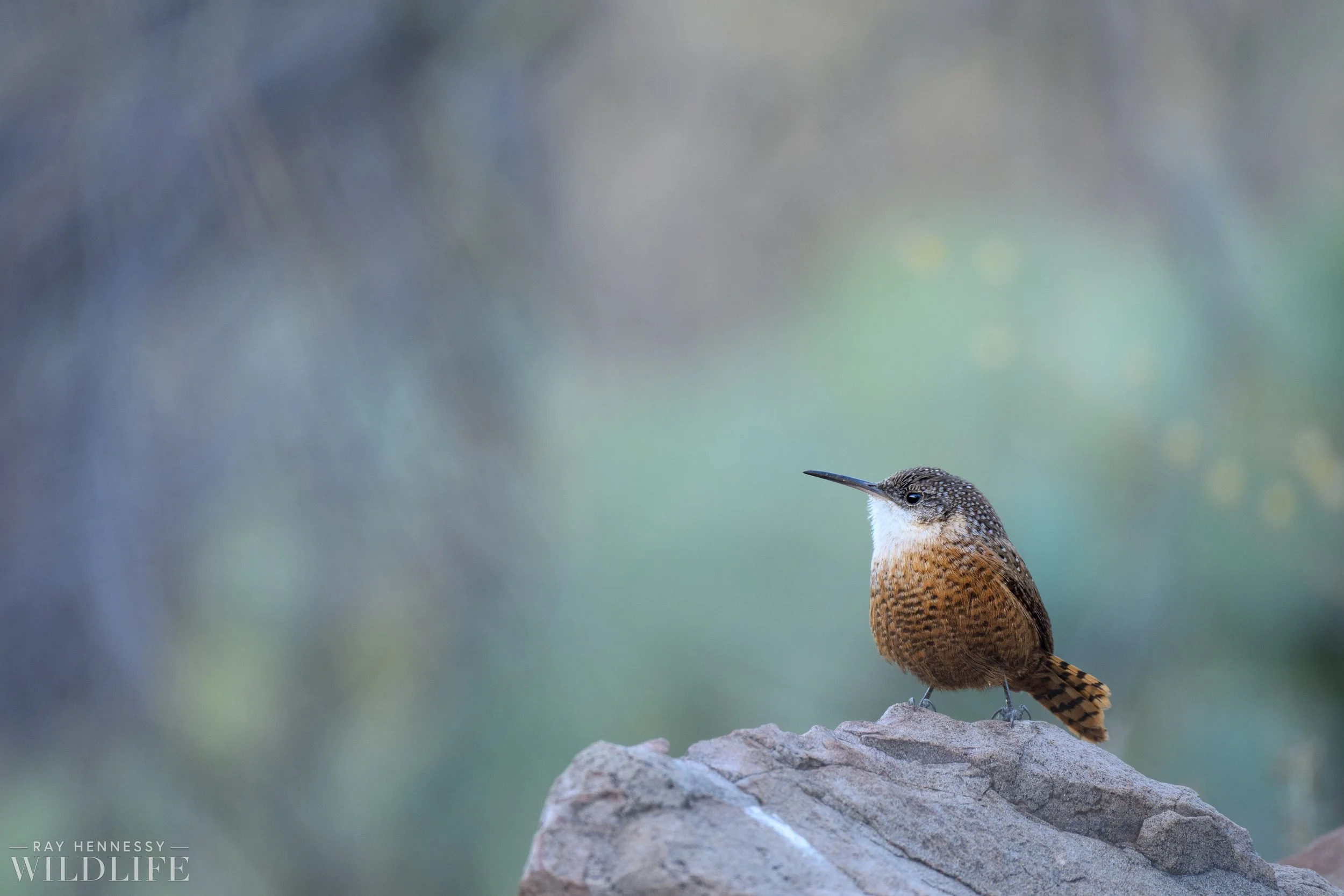 Canyon Wren Portrait — Ray Hennessy Wildlife