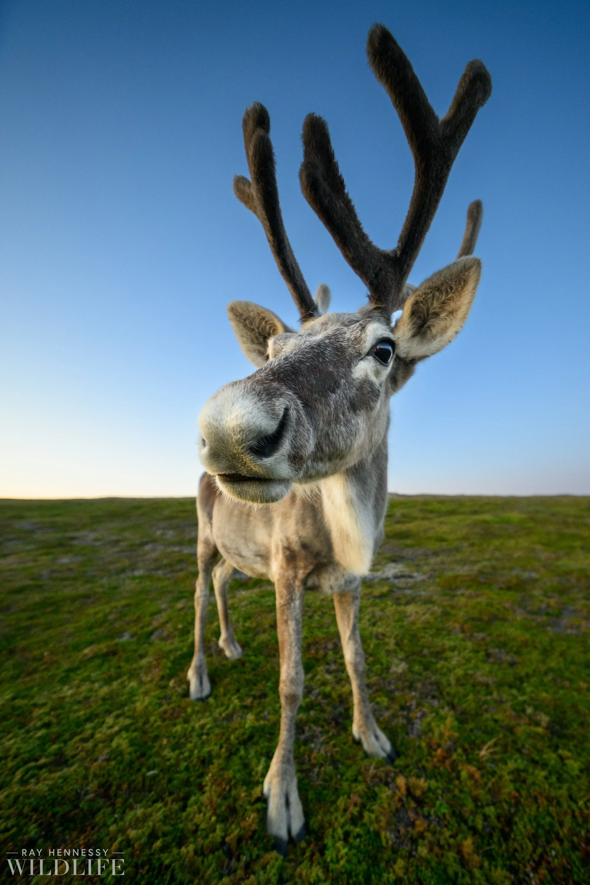 Caribou Close and Wide — Ray Hennessy Wildlife