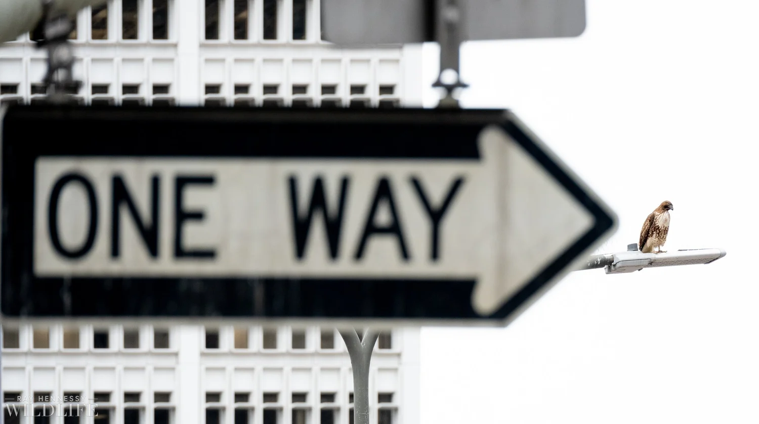 The One Way — Ray Hennessy Wildlife