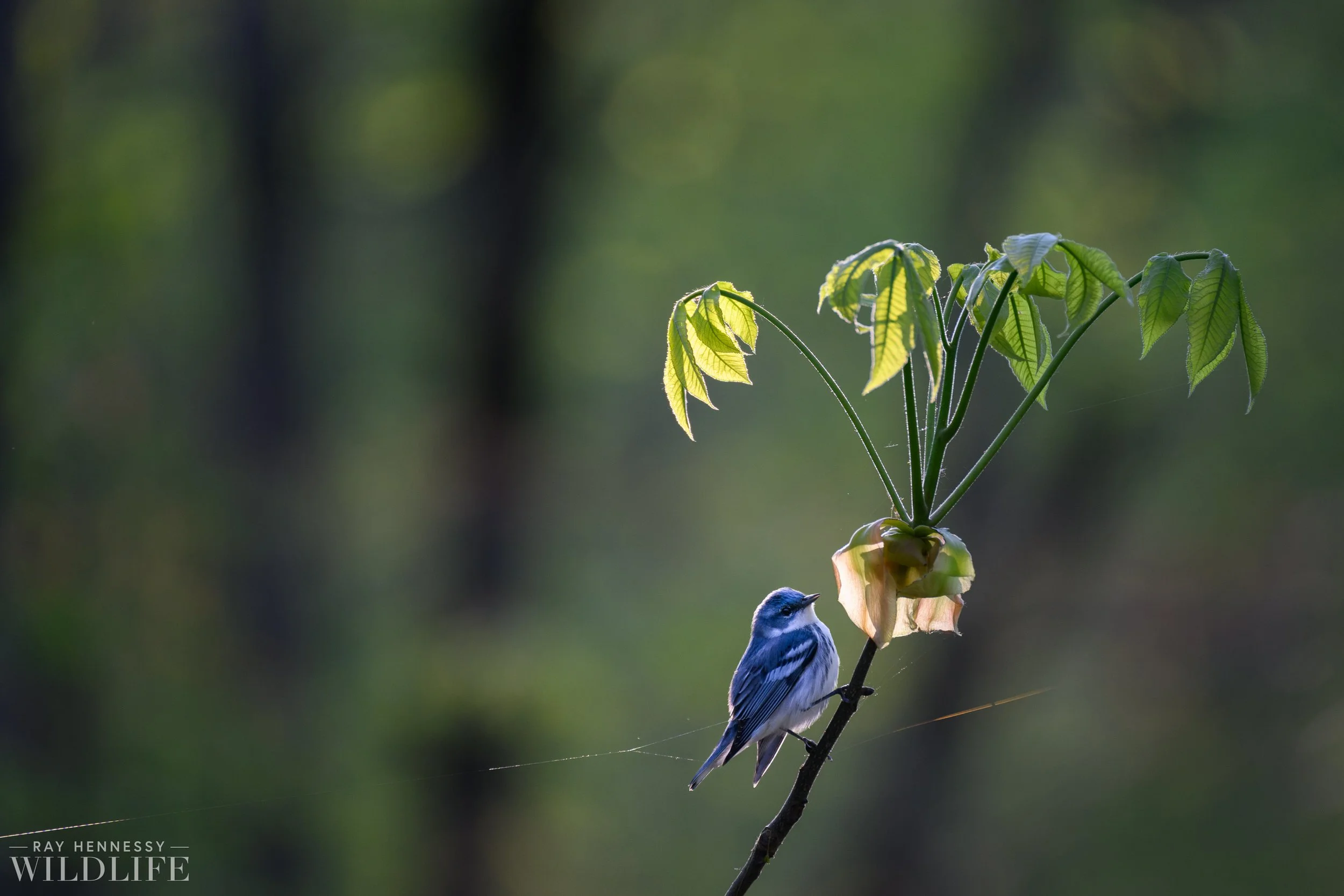 Cerulean and Hickory Tree — Ray Hennessy Wildlife
