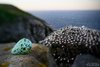 Common Murre Egg — Ray Hennessy Wildlife