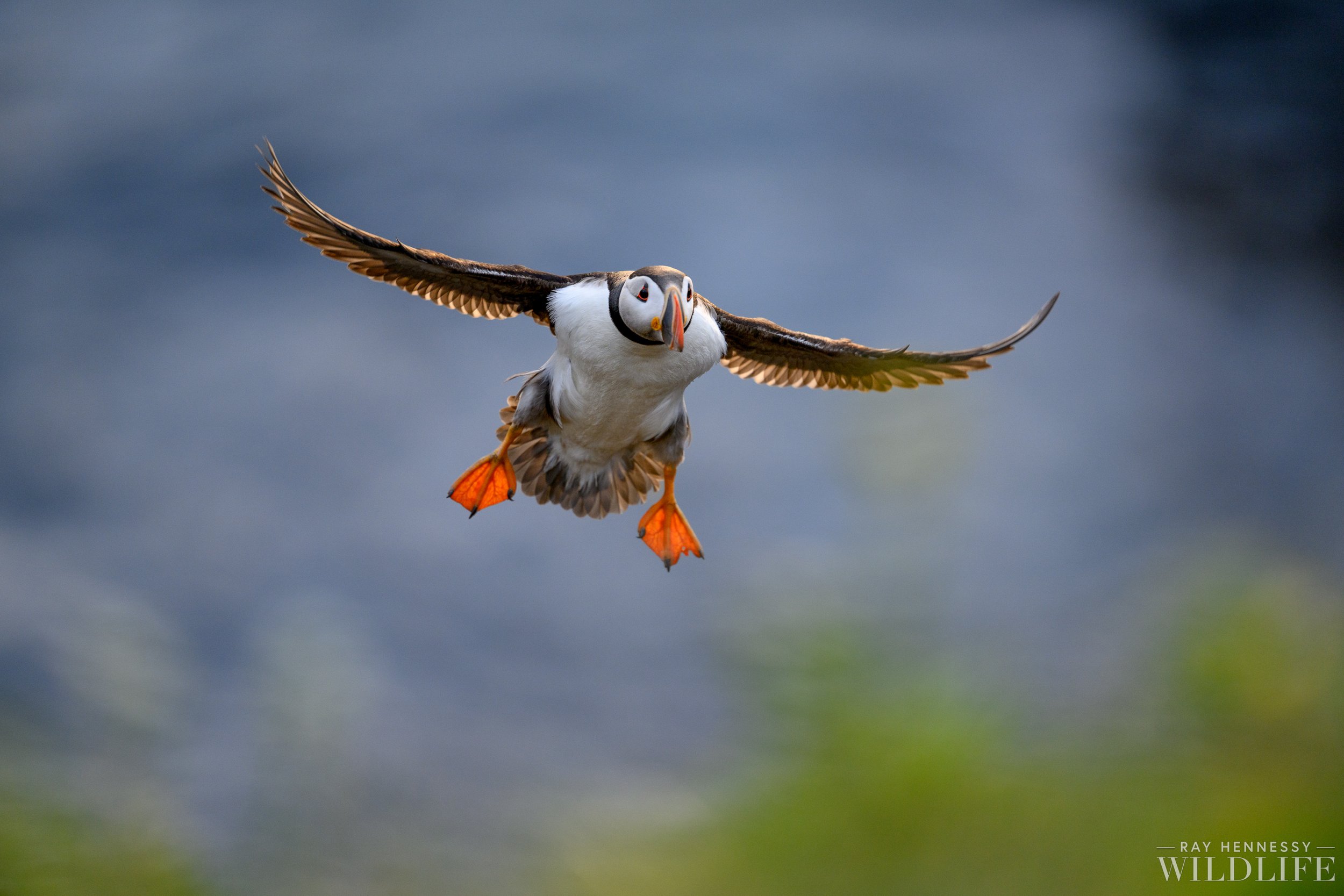 Puffin Incoming — Ray Hennessy Wildlife