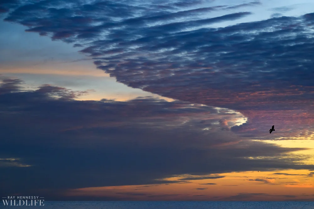 Curve of Clouds — Ray Hennessy Wildlife