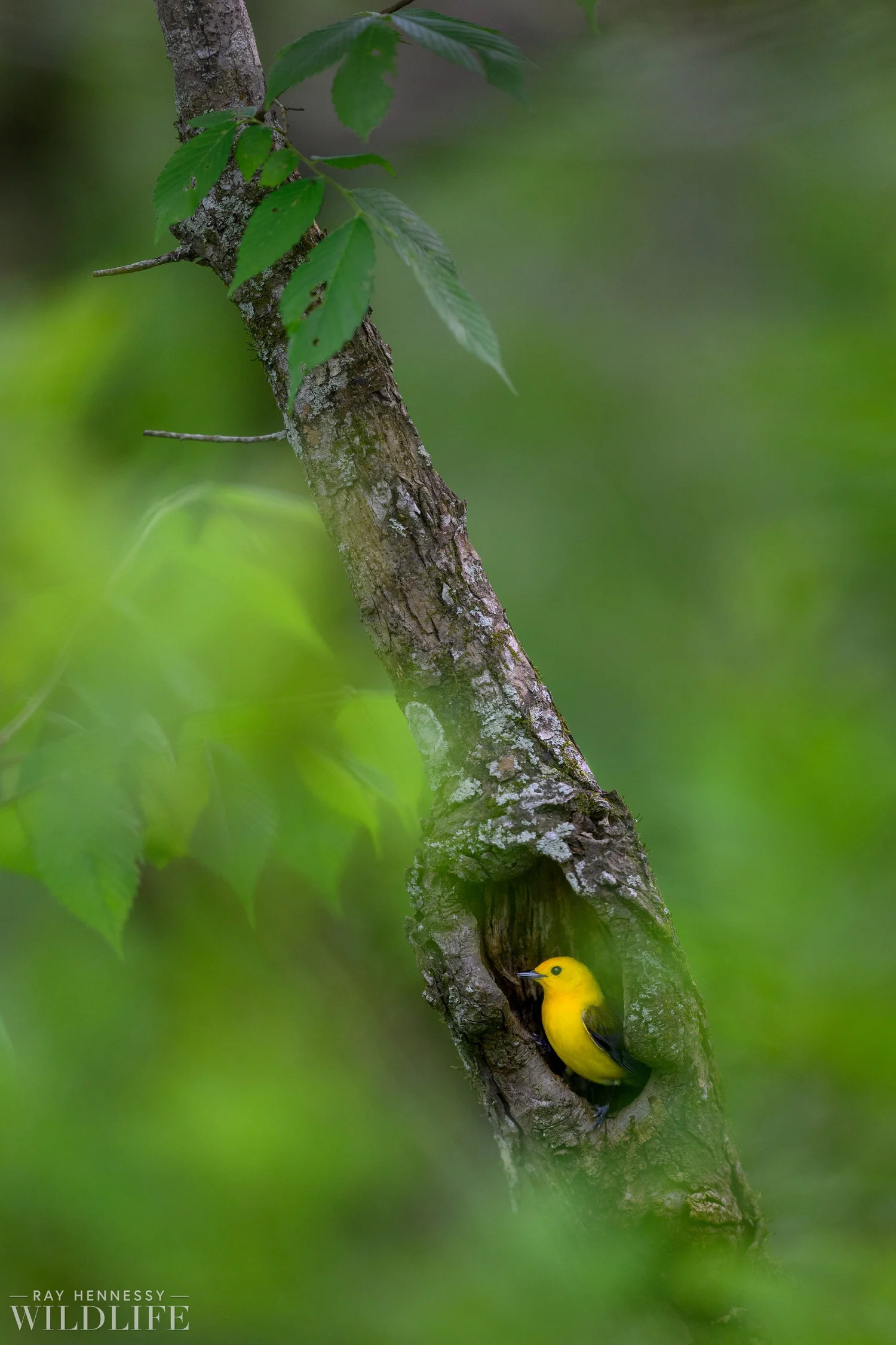 Prothonotary Explores a Tree Cavity — Ray Hennessy Wildlife