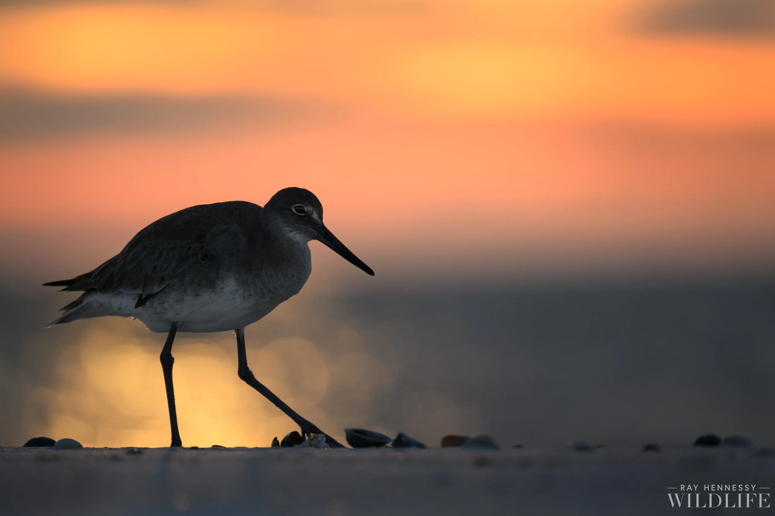 The Willet Pose — Ray Hennessy Wildlife
