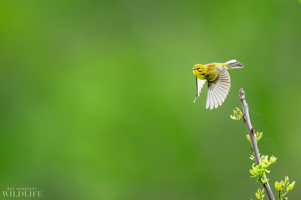 Prairie Launch — Ray Hennessy Wildlife