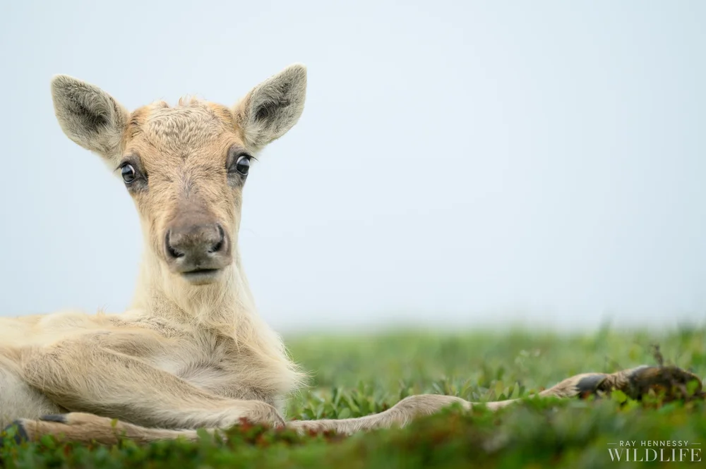 Cute Baby Caribou — Ray Hennessy Wildlife
