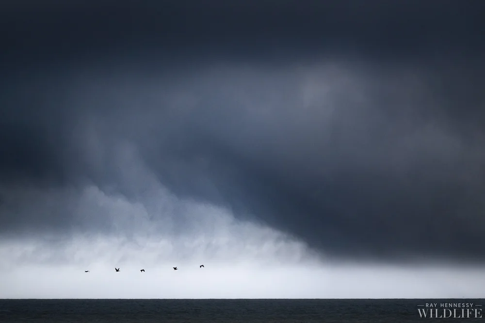 Flying Under the Storm — Ray Hennessy Wildlife