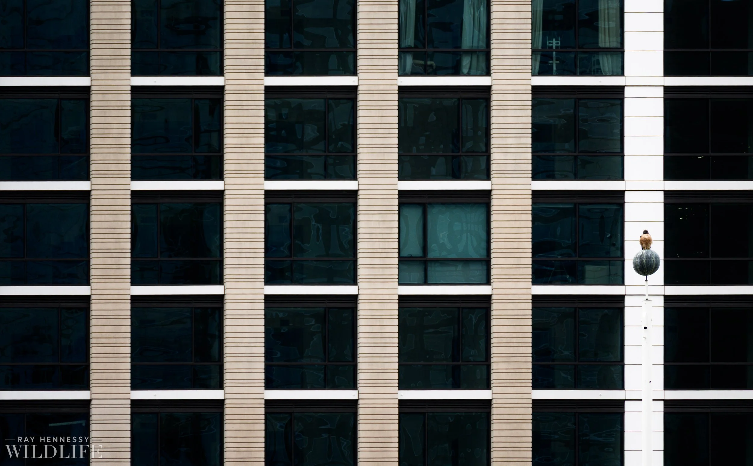 Hawk + Grid — Ray Hennessy Wildlife