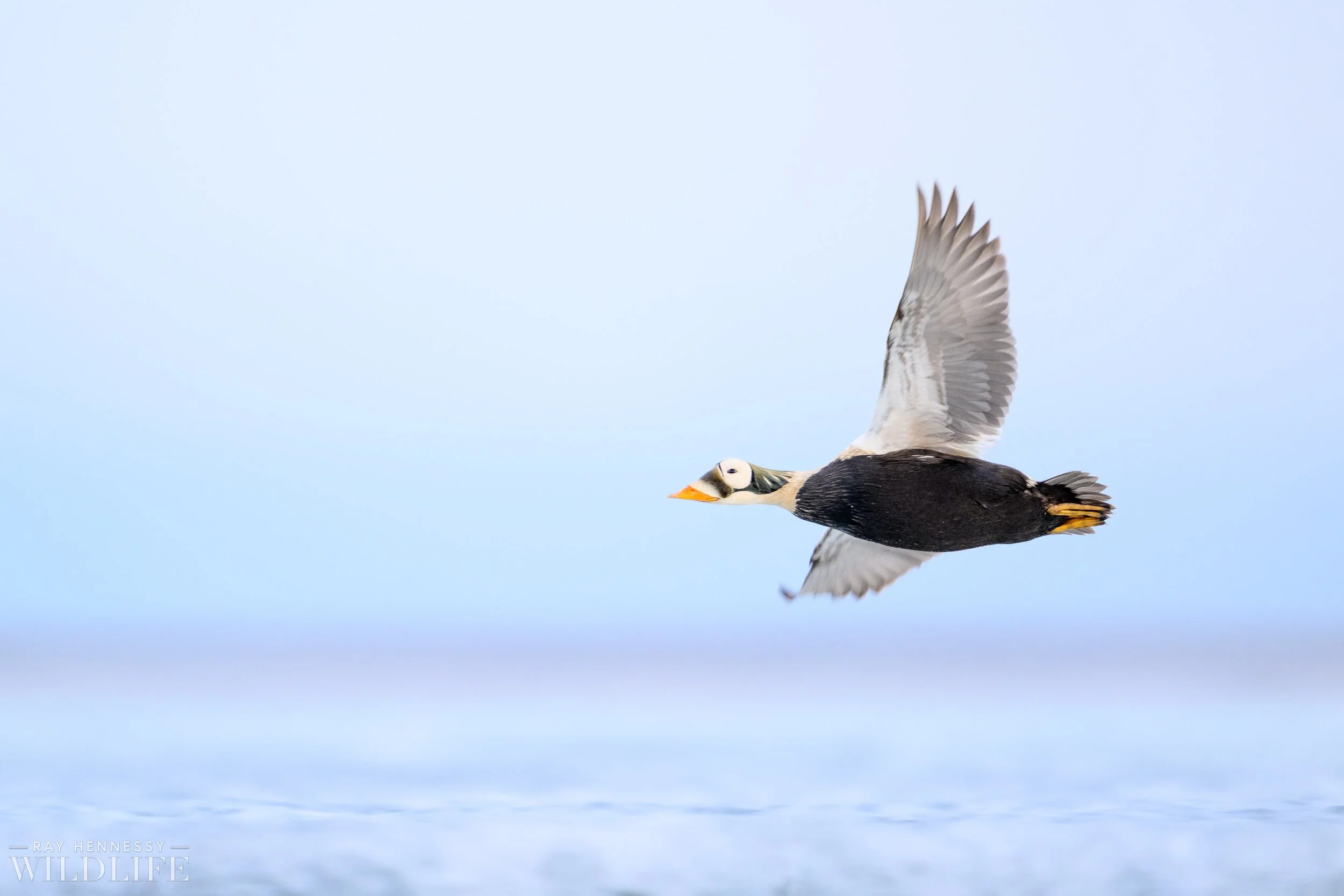 Flying Spectacle — Ray Hennessy Wildlife