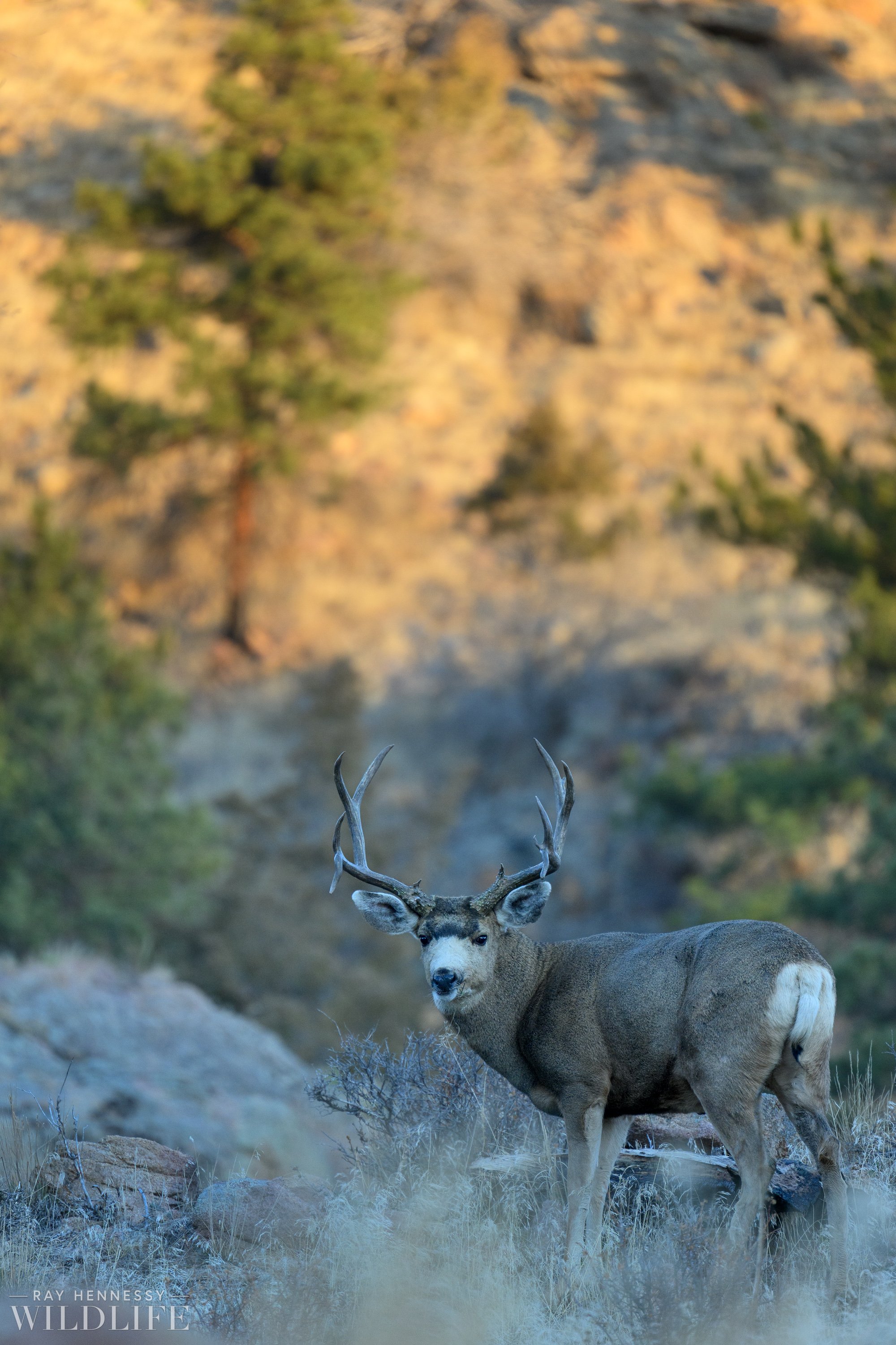 Mule Deer Buck — Ray Hennessy Wildlife