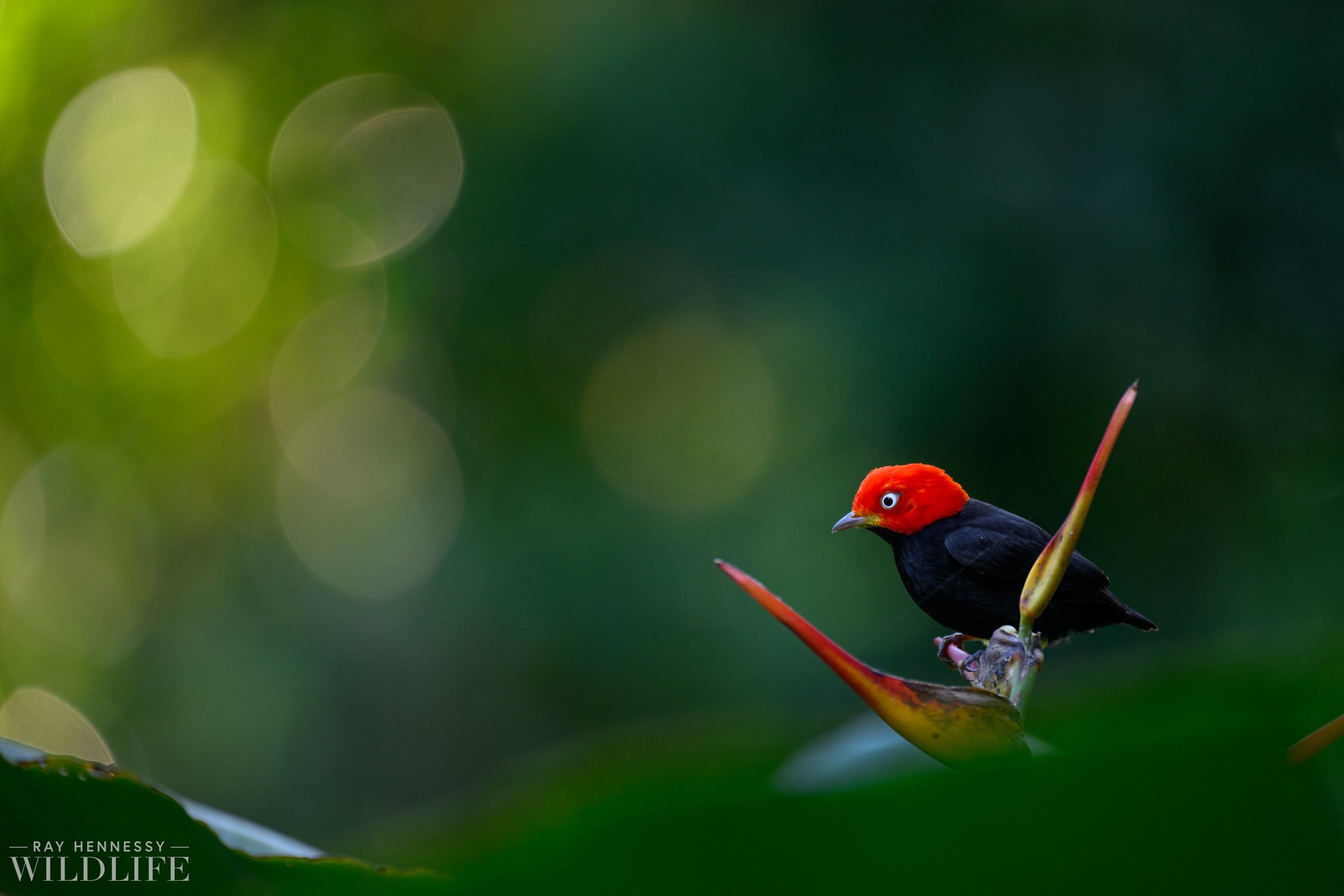 Red-capped Manakin — Ray Hennessy Wildlife