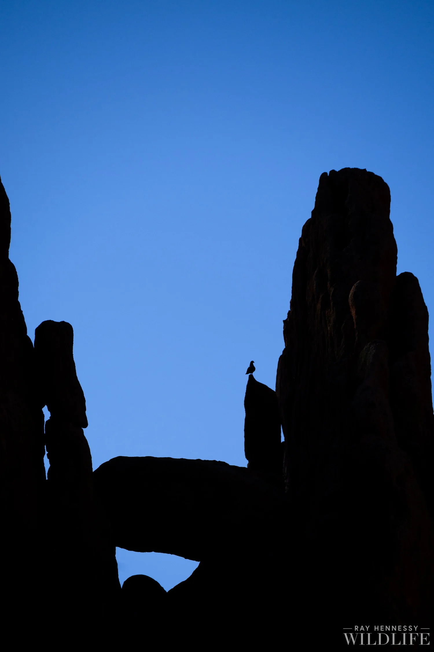 Sky and Shapes — Ray Hennessy Wildlife