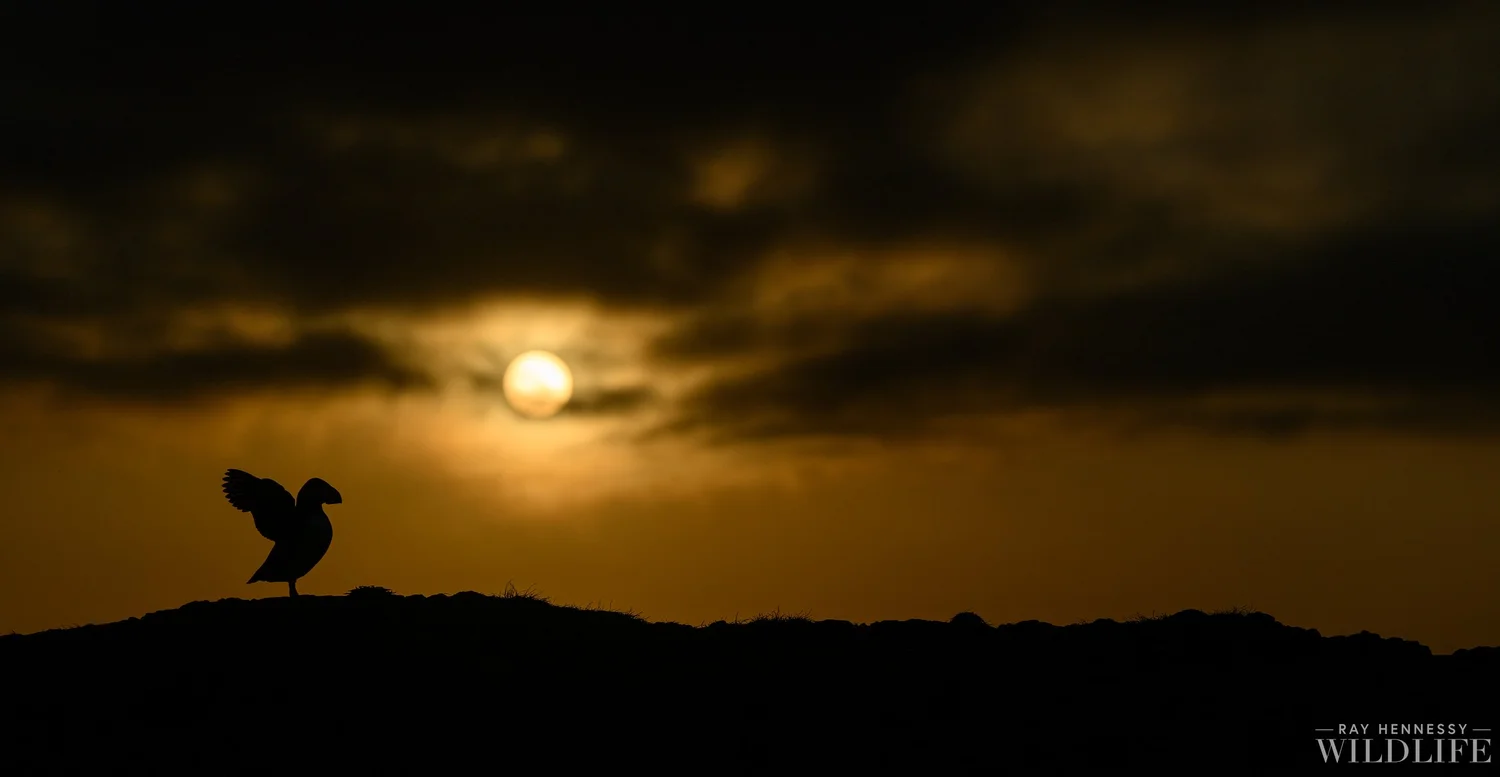 Flapping at Sunrise — Ray Hennessy Wildlife