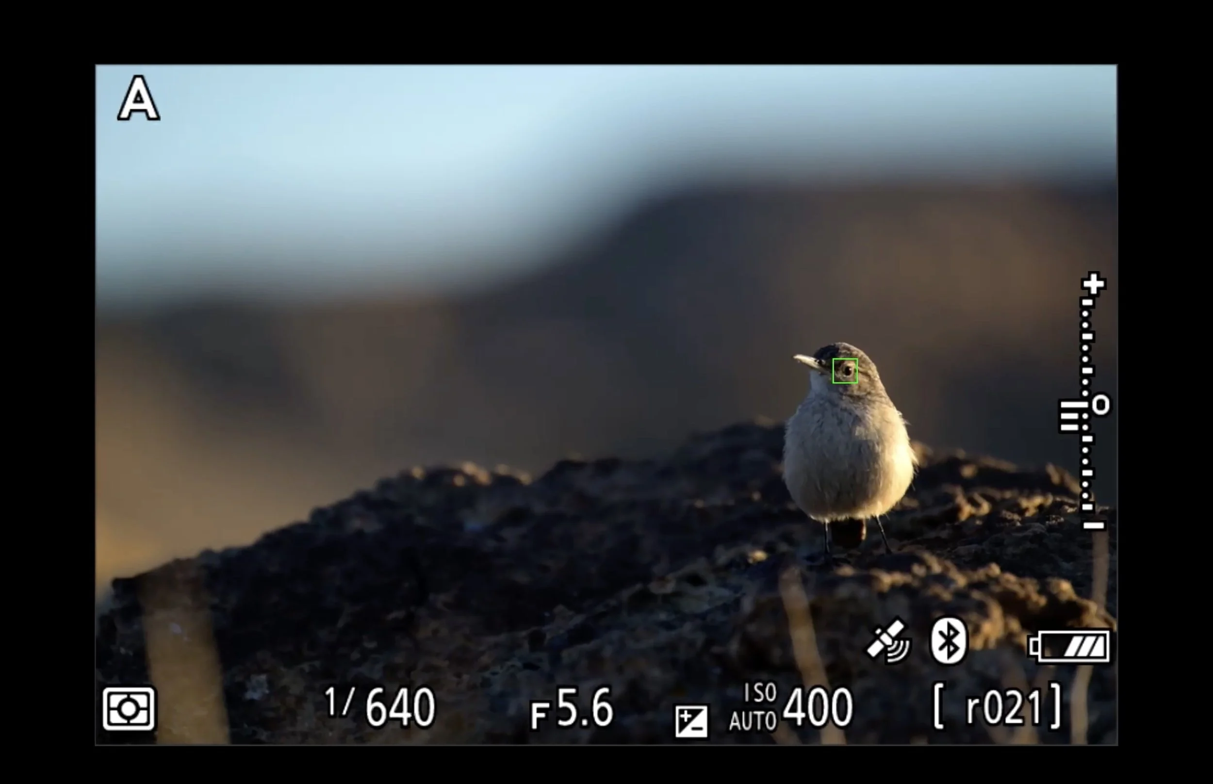 Learn Wildlife Photography Online — Ray Hennessy Wildlife