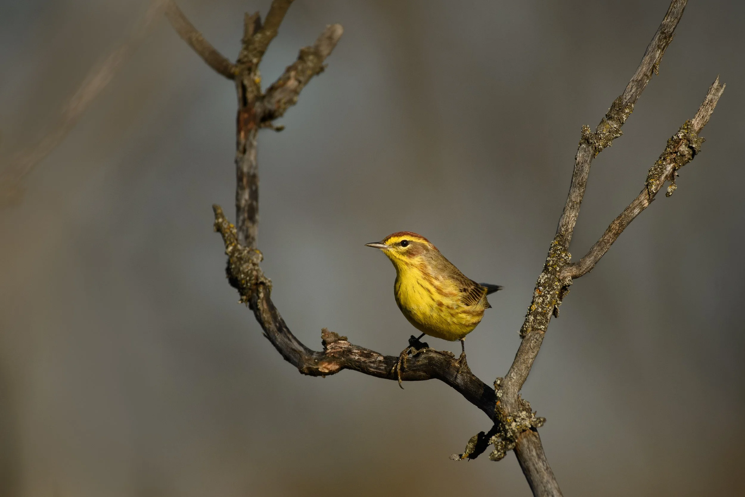 Palm Warbler - Realtime Edit - Rey Monfared — Ray Hennessy Wildlife