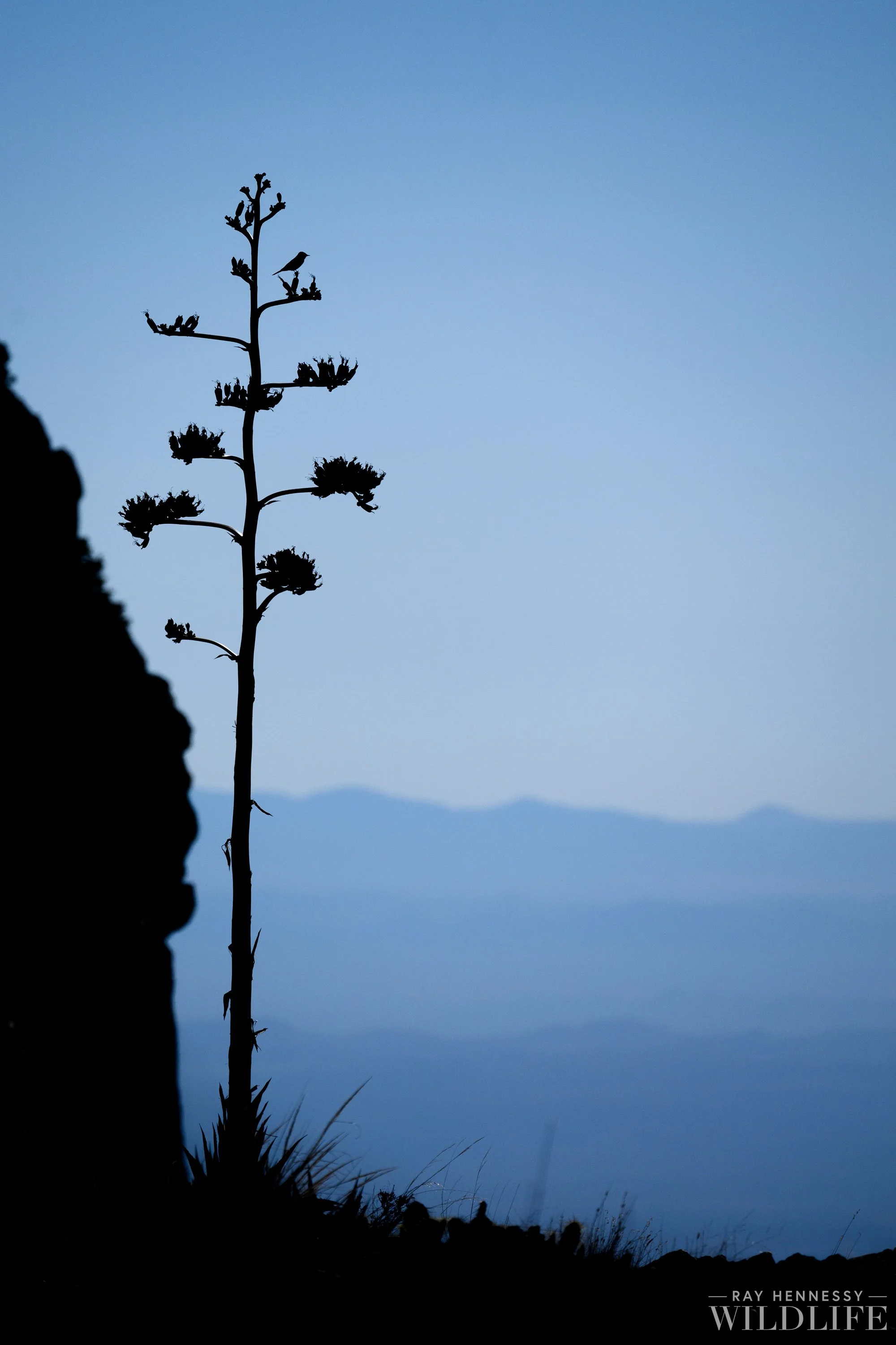 Say's Phoebe on Yucca — Ray Hennessy Wildlife