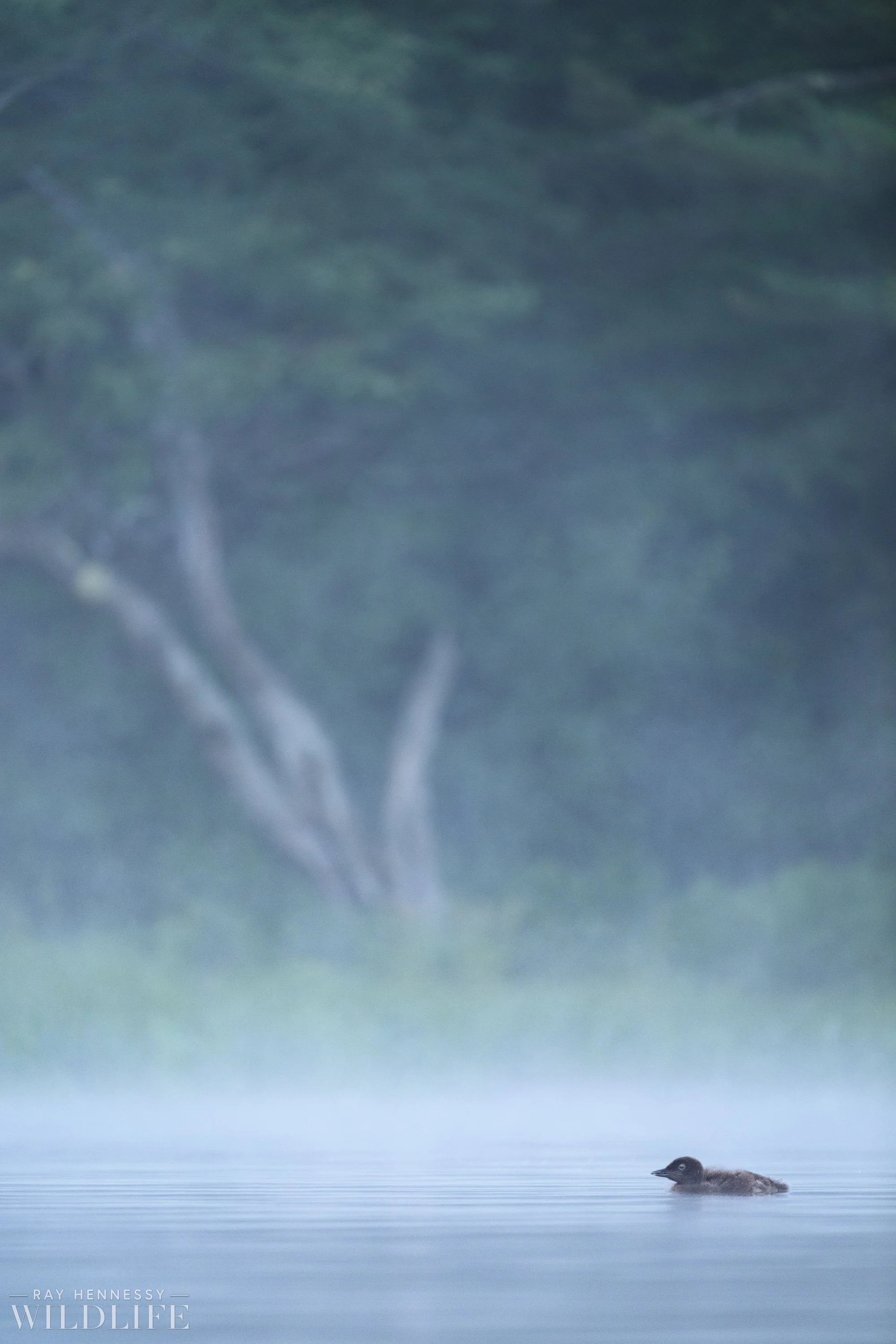 Loon Chick and a Foggy Tree — Ray Hennessy Wildlife