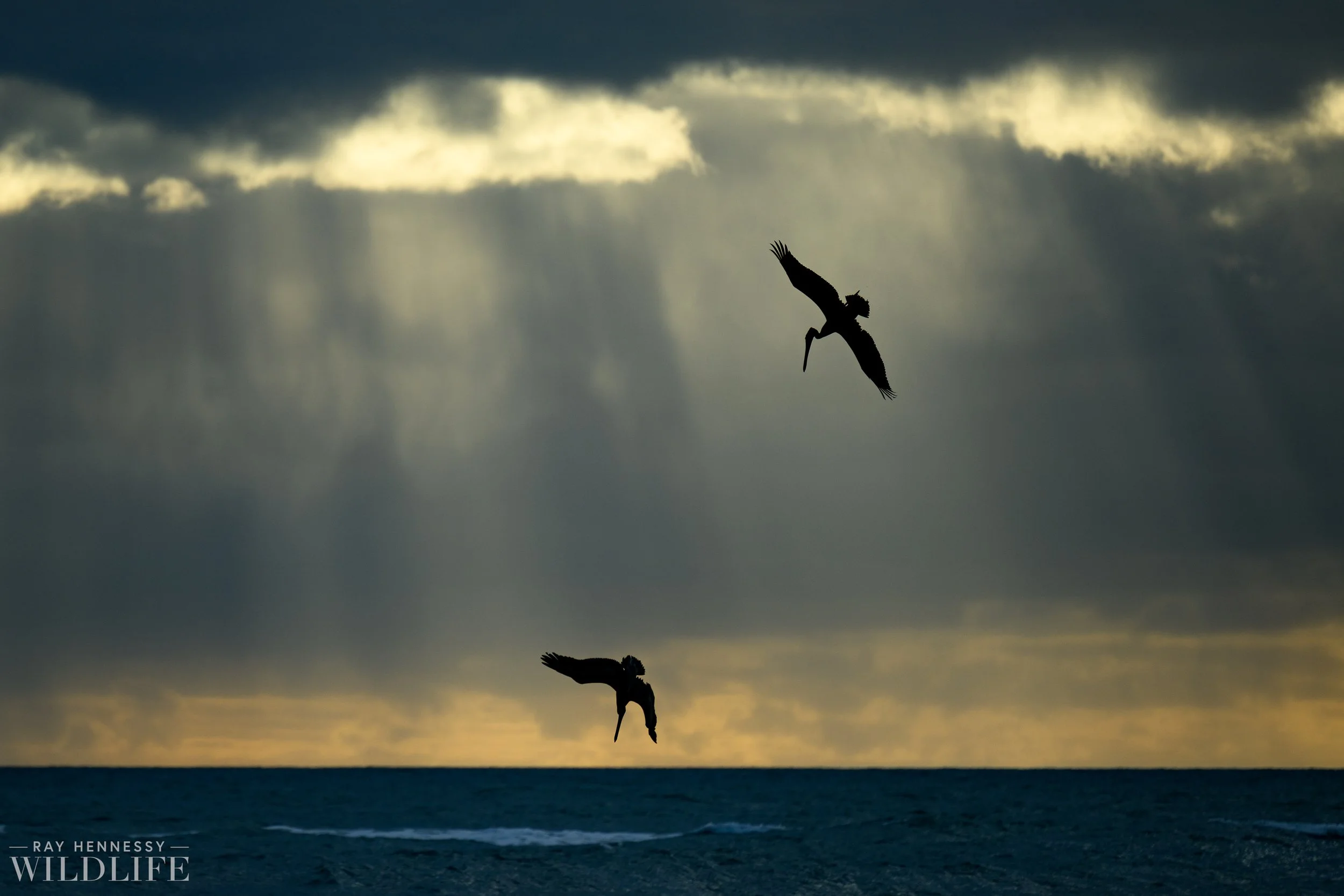 Pelican Dive — Ray Hennessy Wildlife