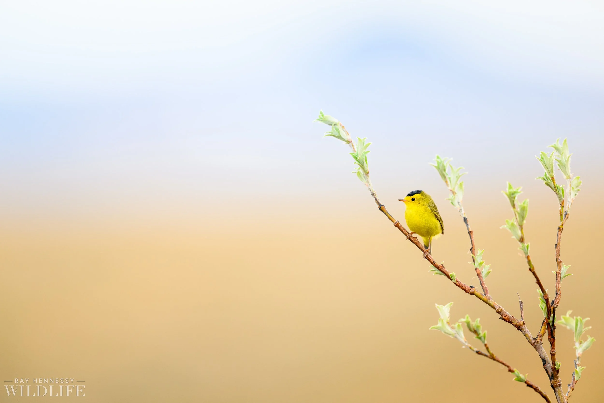 Wilson's Warbler — Ray Hennessy Wildlife