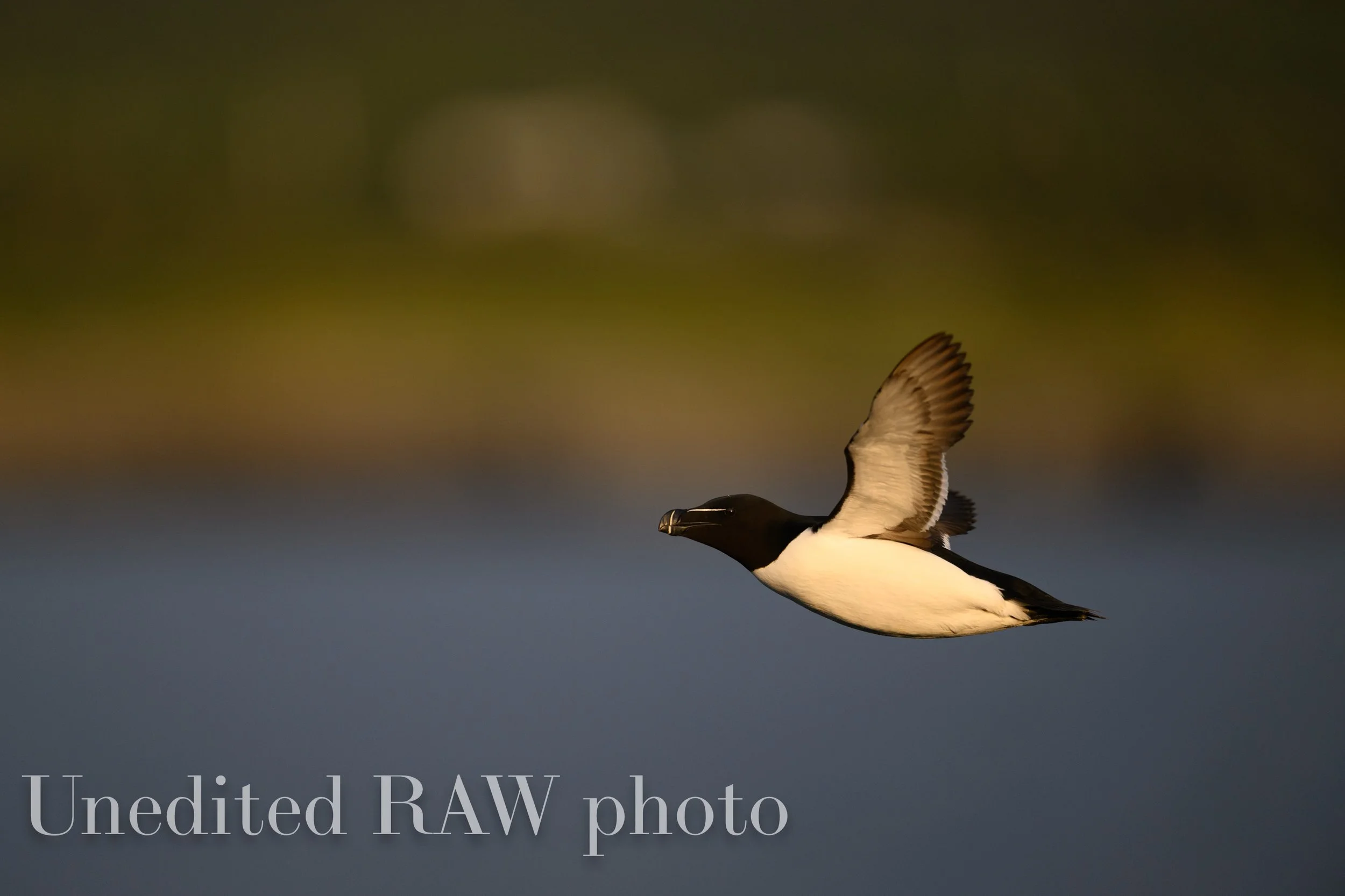Razorbill in Flight — Ray Hennessy Wildlife
