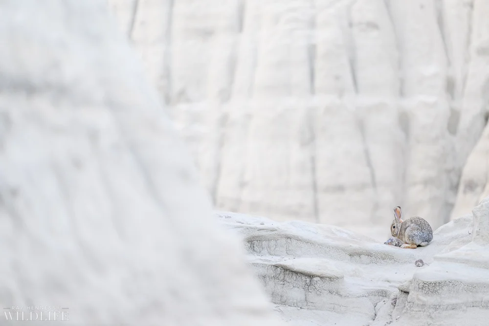 Badlands Rabbit — Ray Hennessy Wildlife