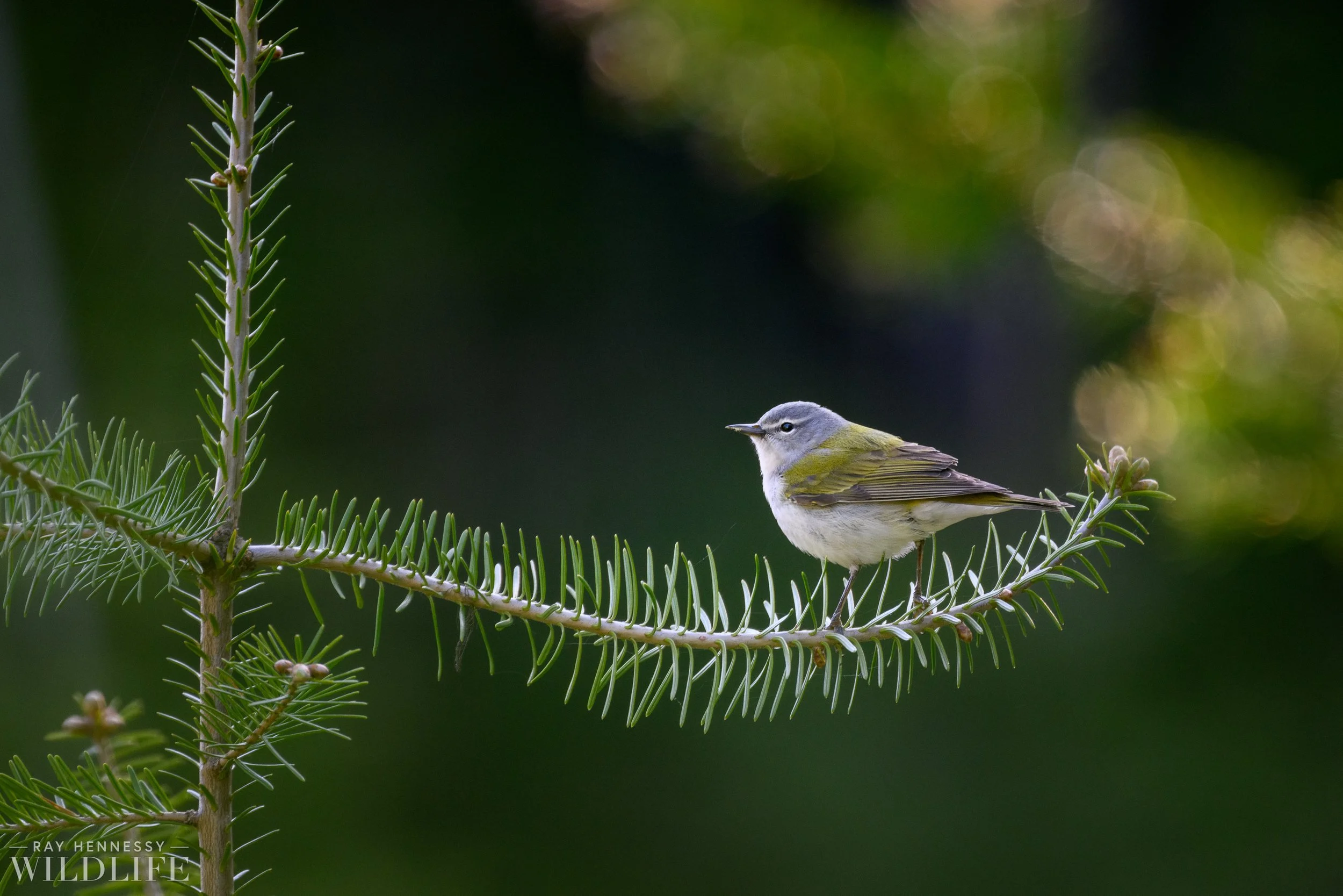 Perched Tennessee Warbler — Ray Hennessy Wildlife