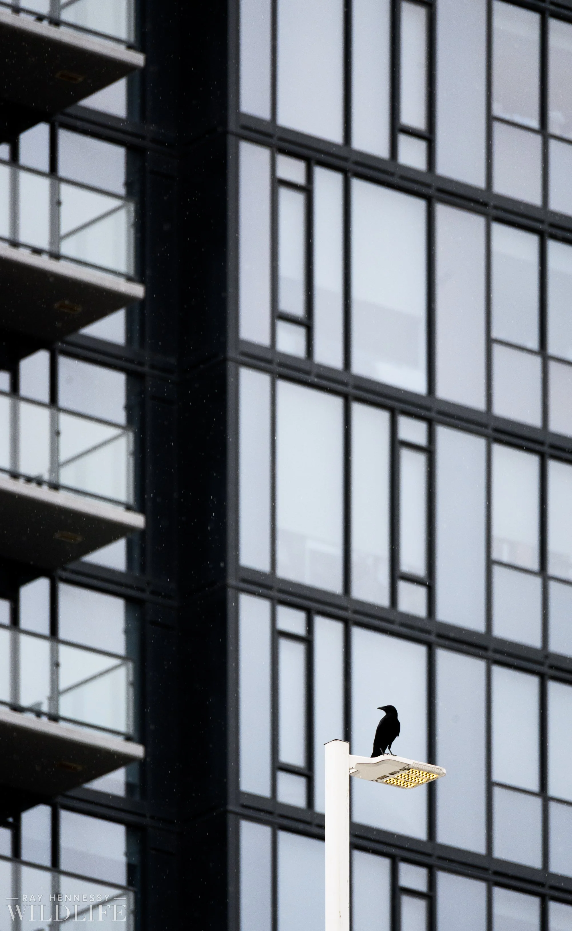 Crow and Windows — Ray Hennessy Wildlife