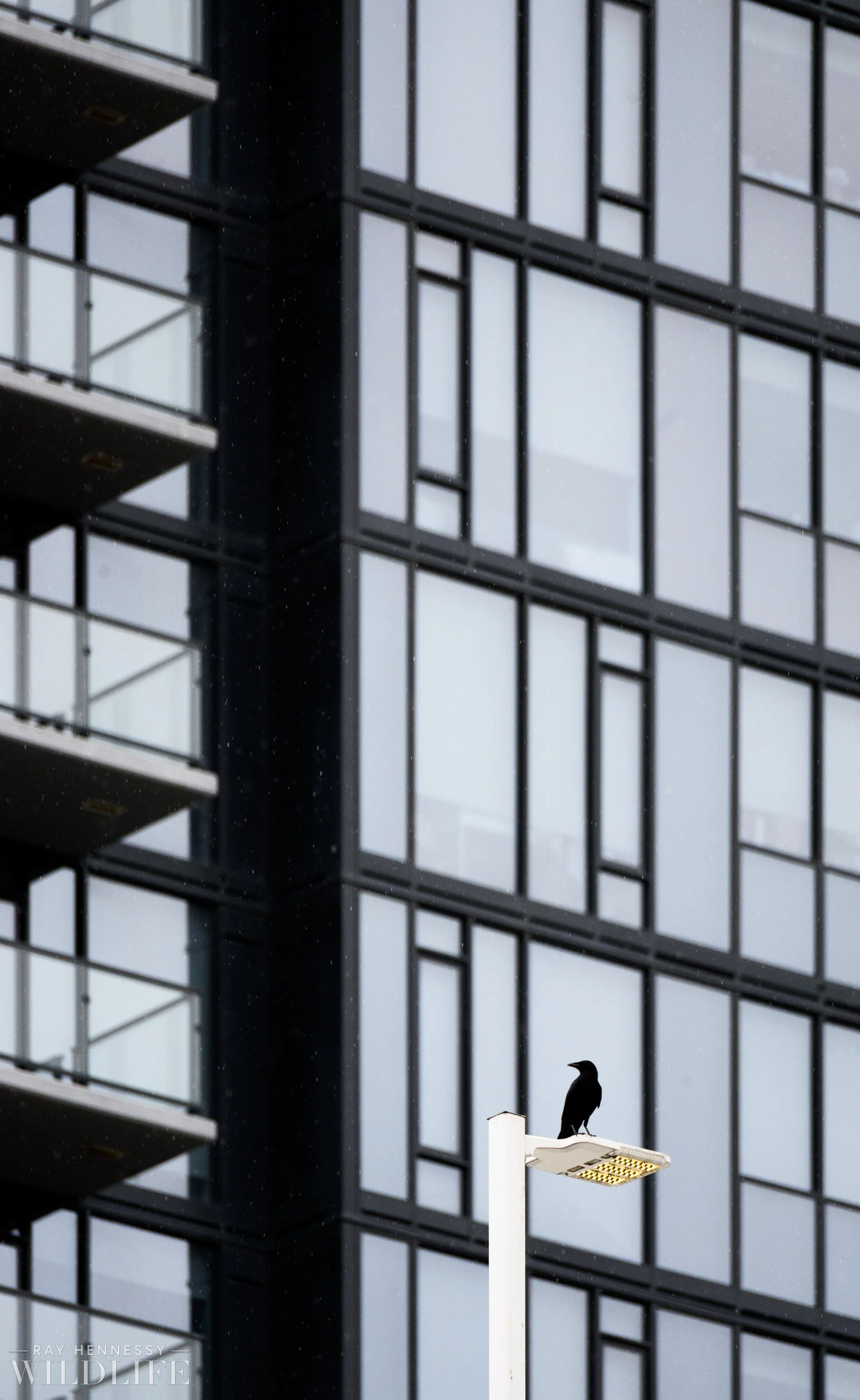 Crow and Windows — Ray Hennessy Wildlife